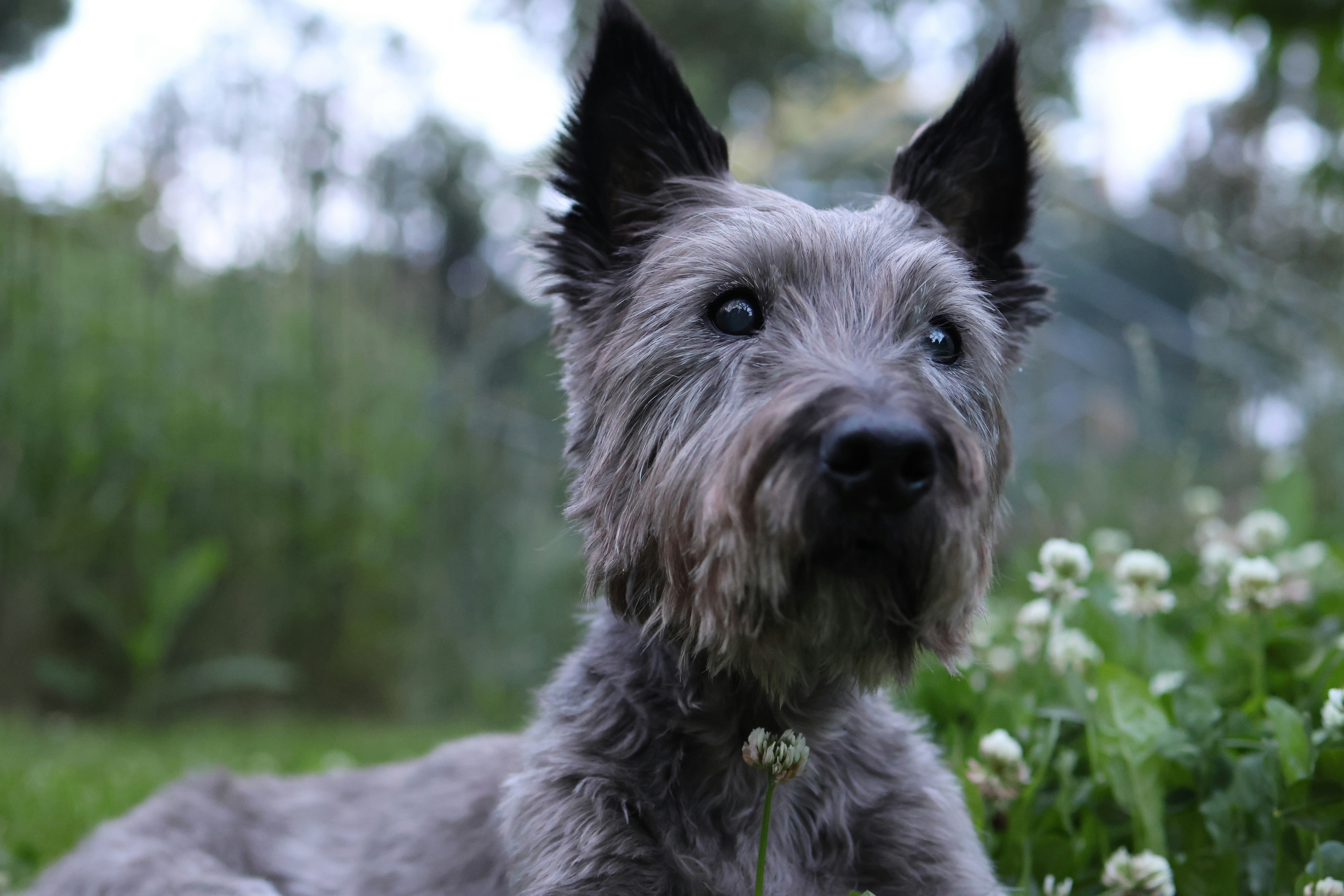Close-up of a scruffy terrier in a sunlit meadow