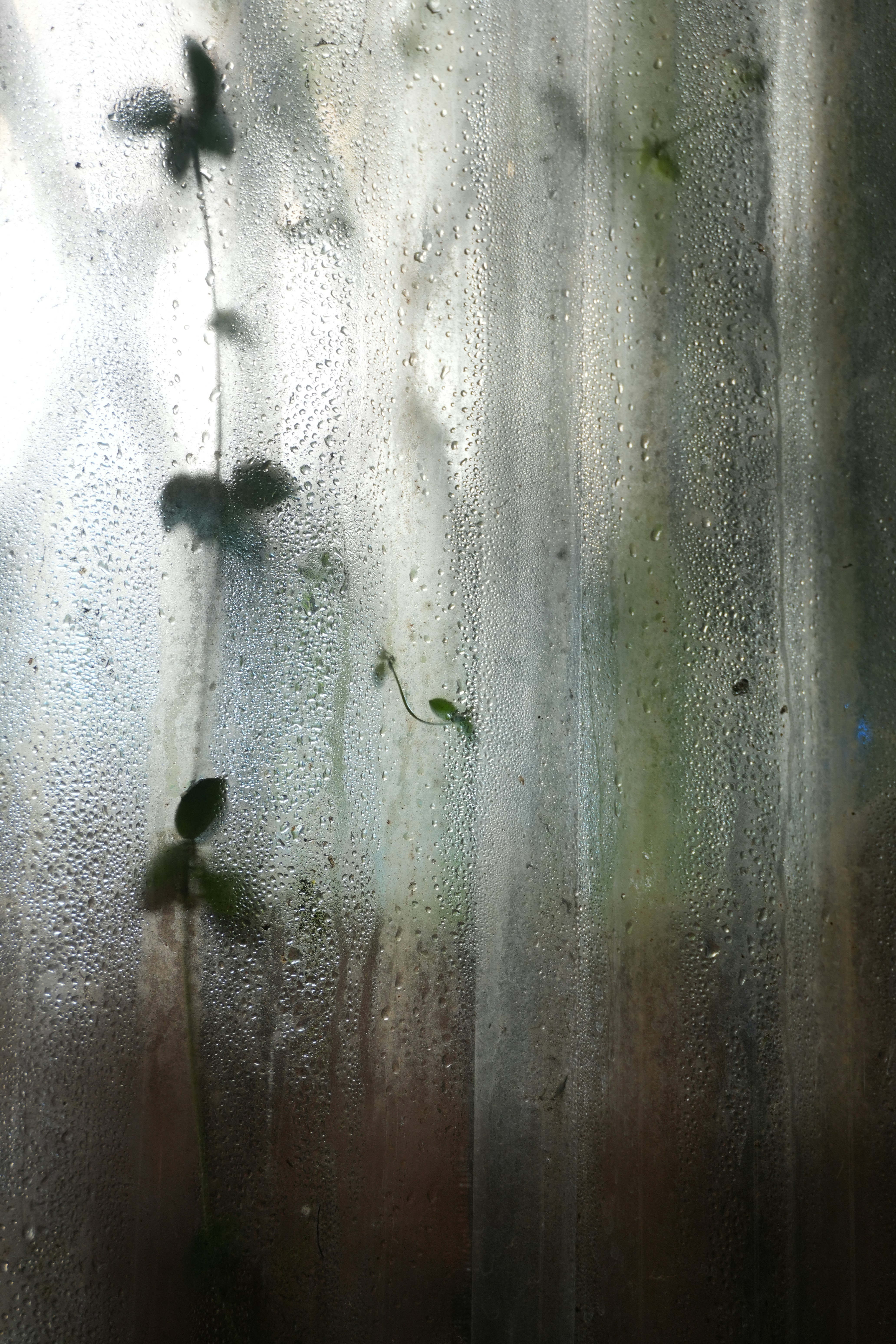 Shimmering condensation on a frosted window with delicate vine silhouettes pressed against the glass, creating vertical streaks of light and shadow.