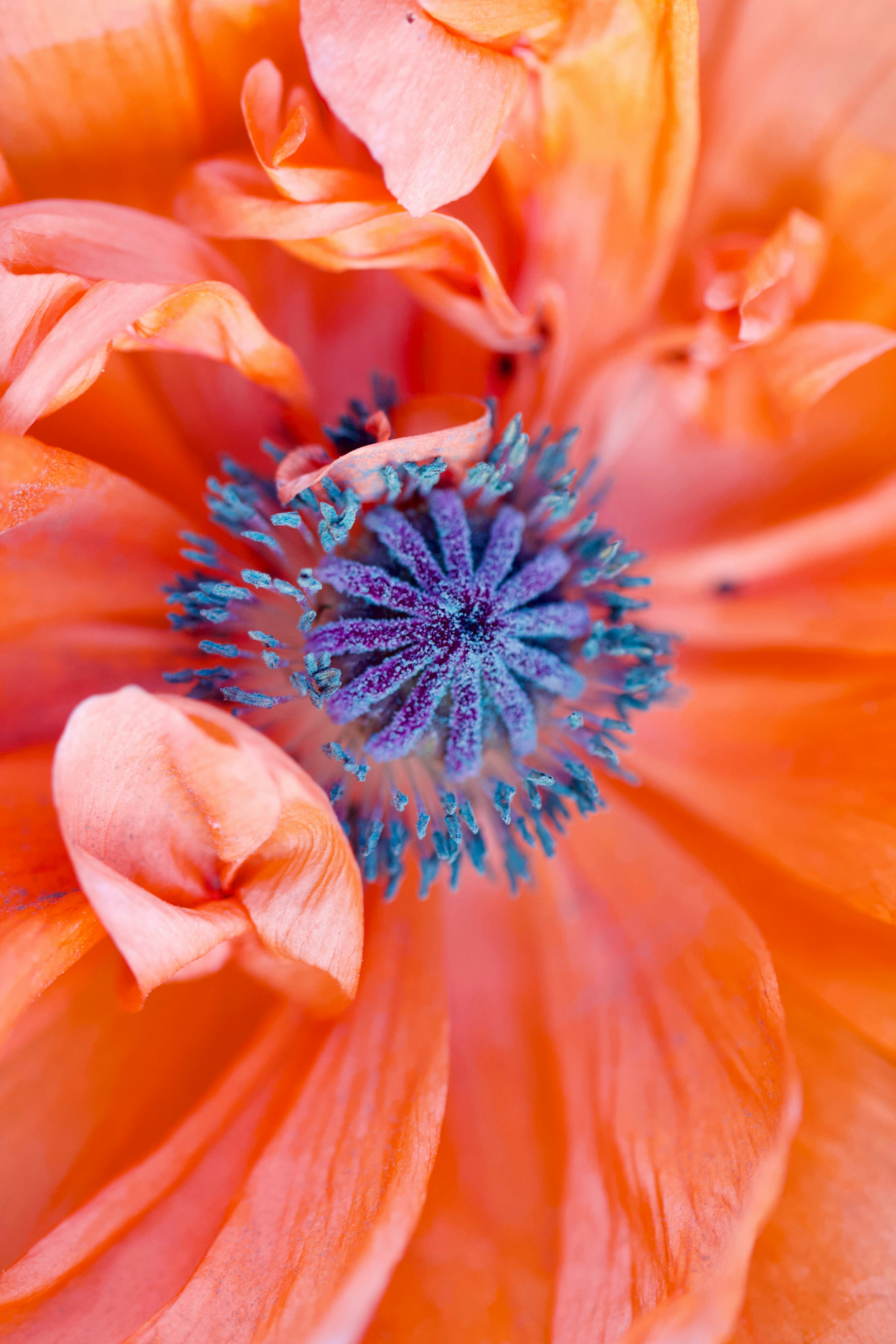 Central Bloom: A Macro Portrait of Orange Petals Framing a Blue Stamen