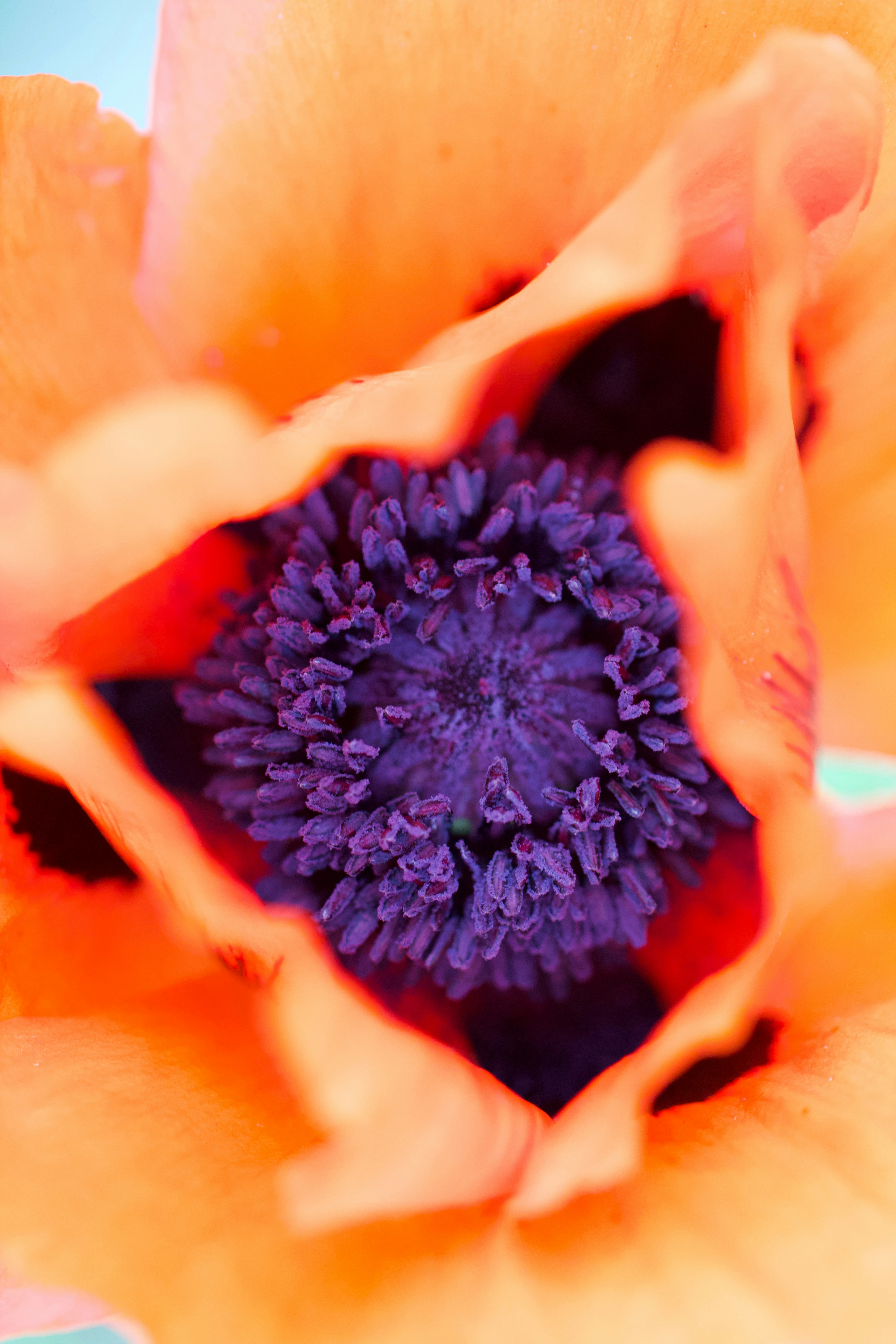 Close-up of a vivid orange poppy revealing a deep purple center