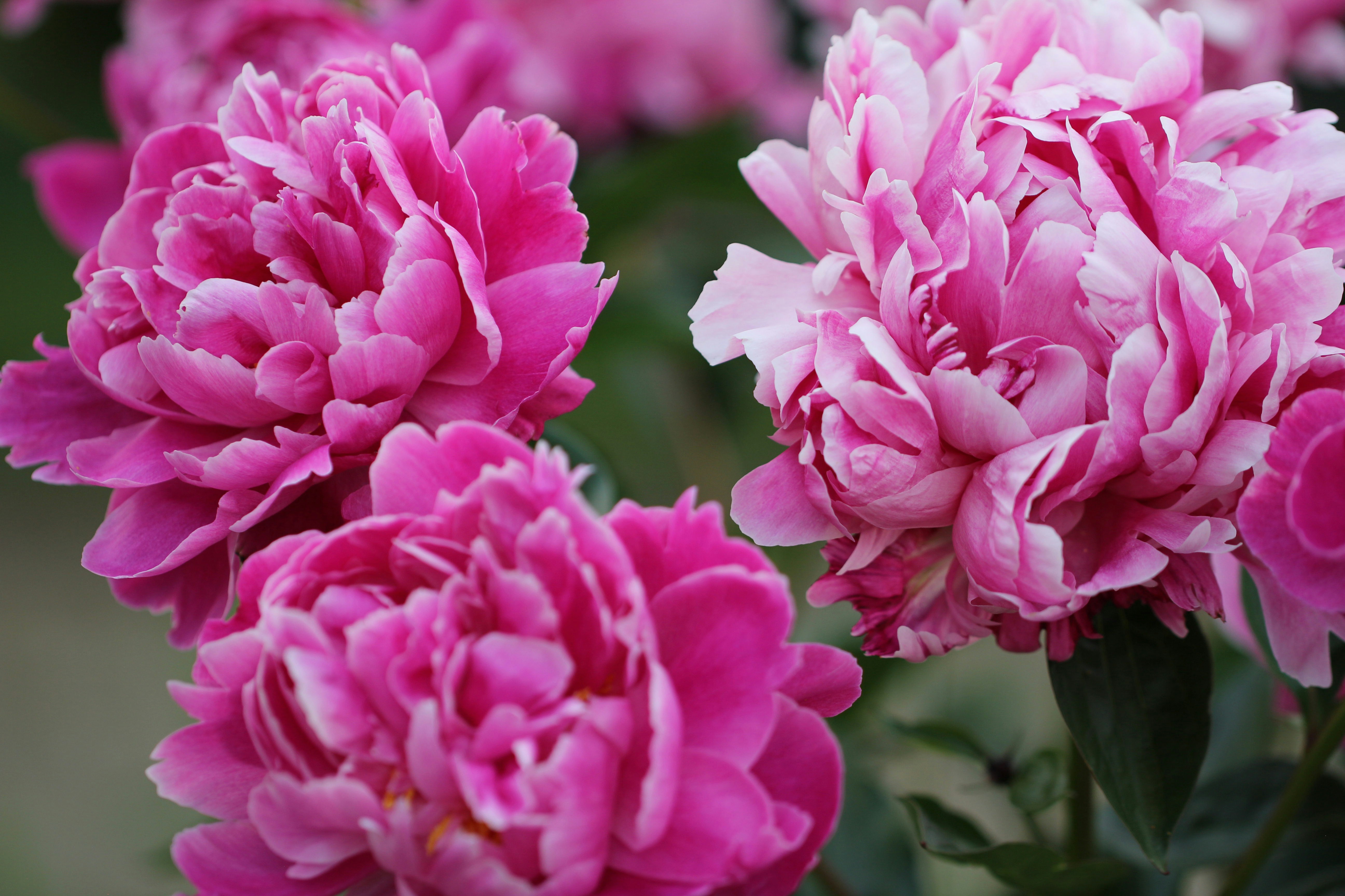 Crimson Petal Duo: A Close-Up of Blushing Peonies
