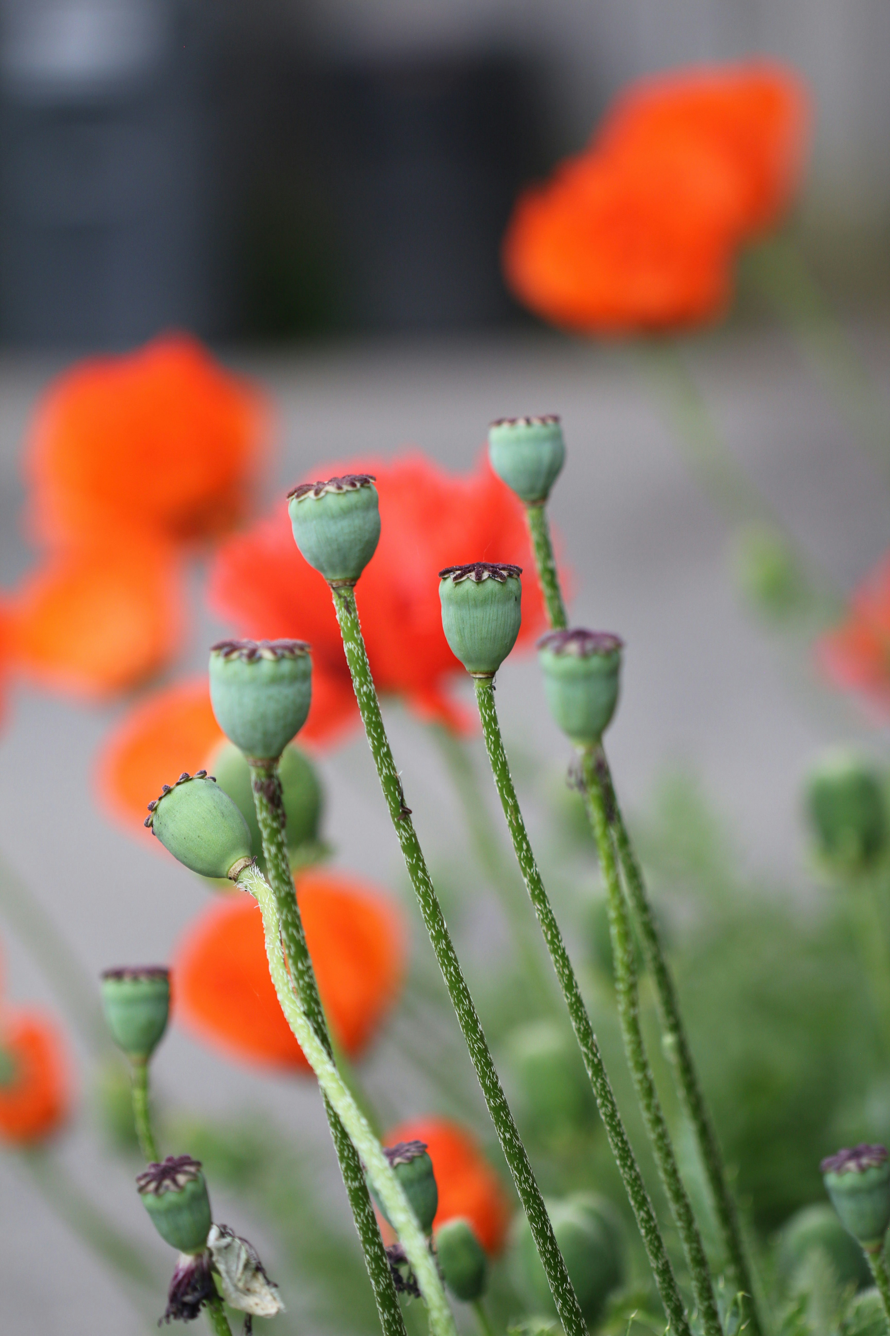 Stems of Quiet Strength: Green Pods Among Red Blooms