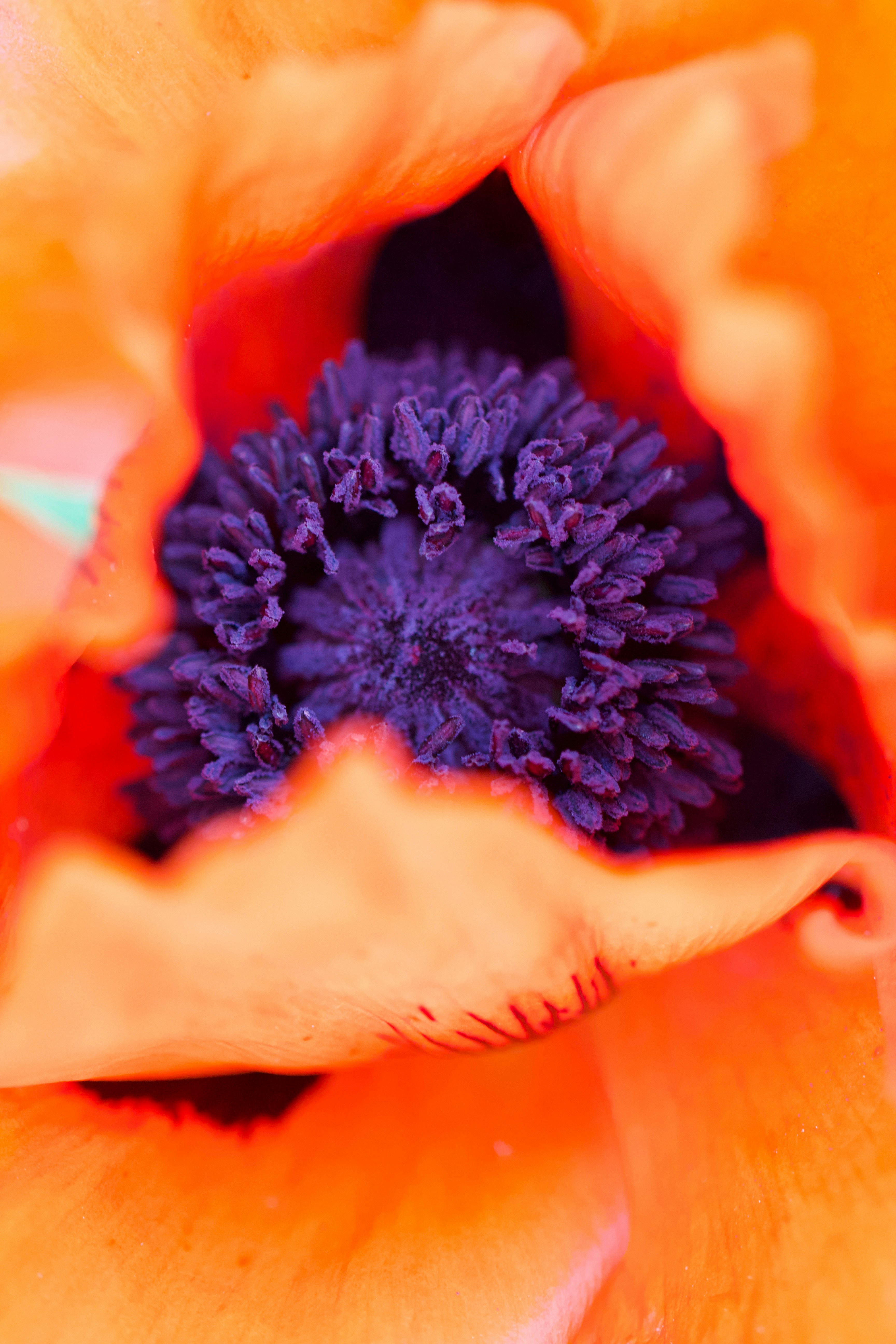 Inner Violet Core: A Macro Moment Inside Orange Petals