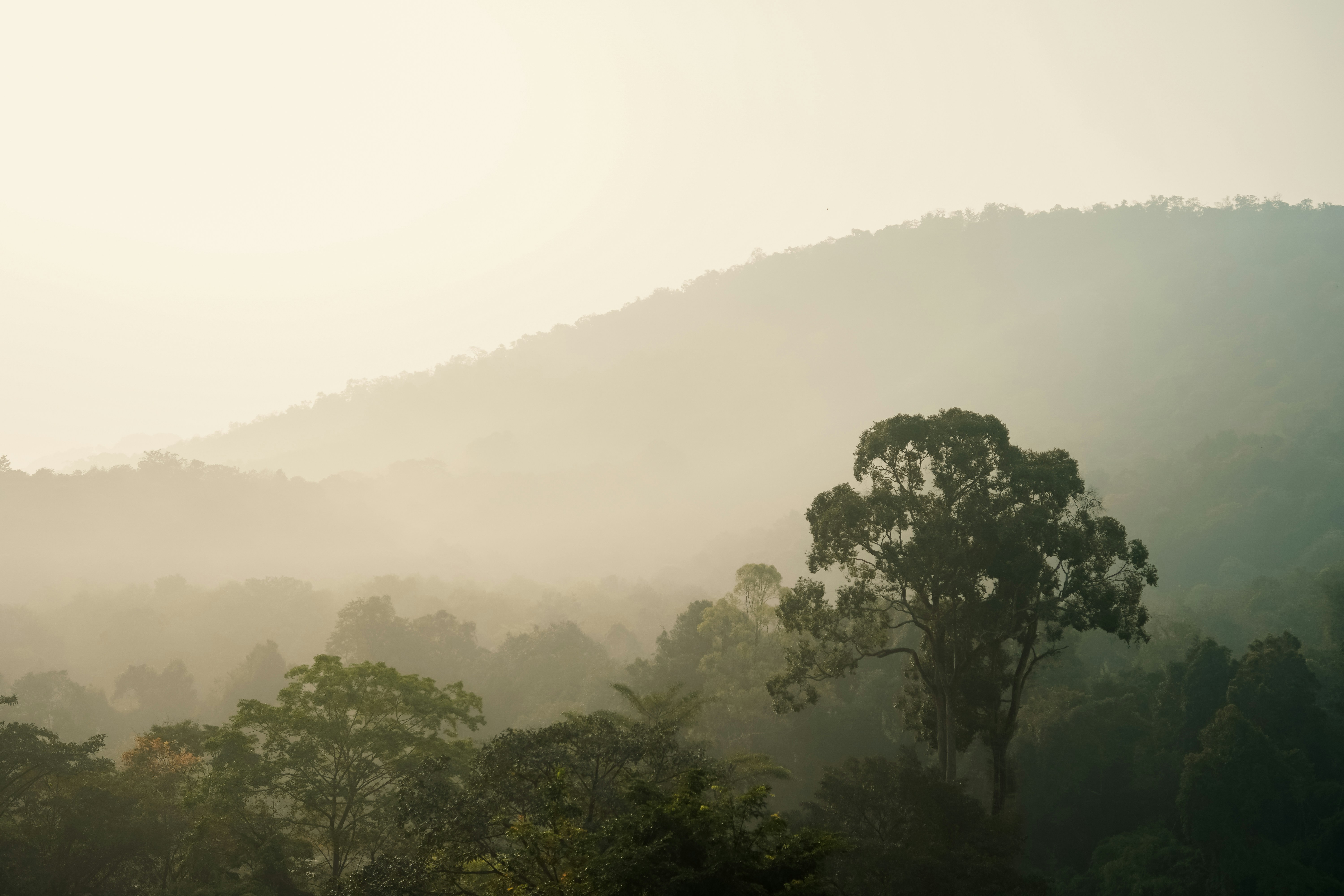 Misty Ridge: Gentle Sierras on the Threshold of Dawn