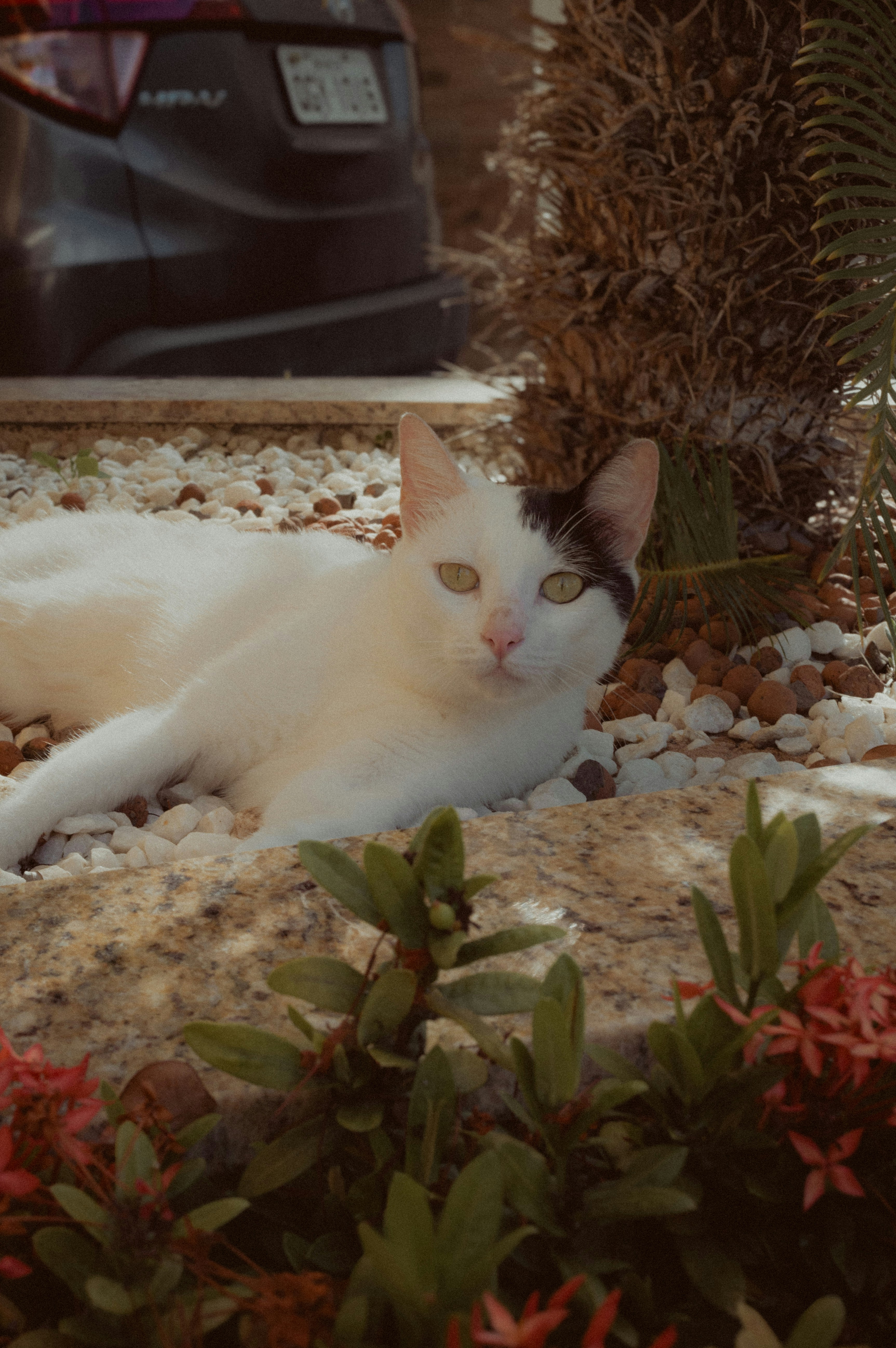 Quiet Heist of Whiskers: A Sunlit Cat in the Garden