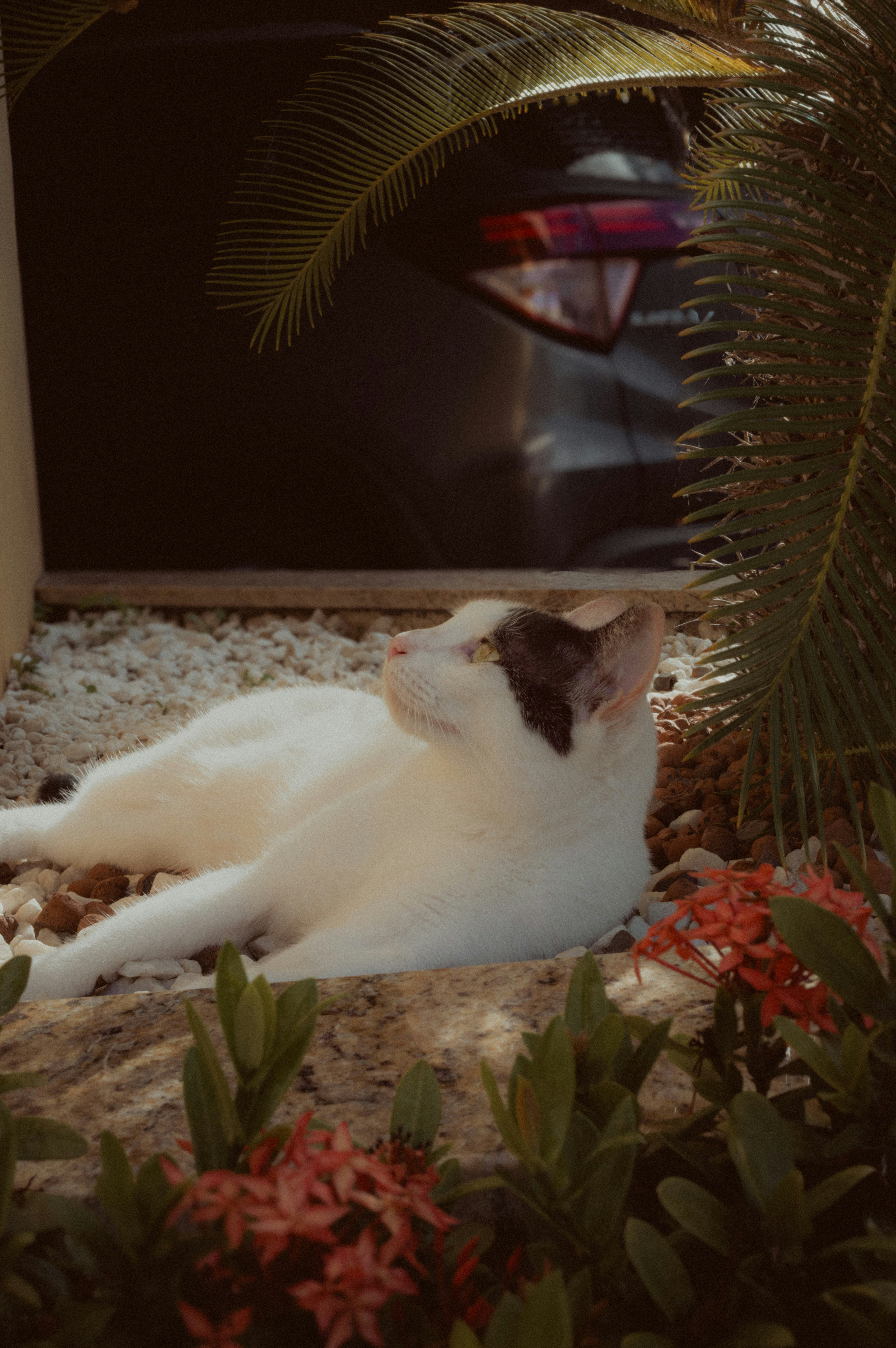 Sunlit Nocturne: A White Cat Resting in the Garden Shade