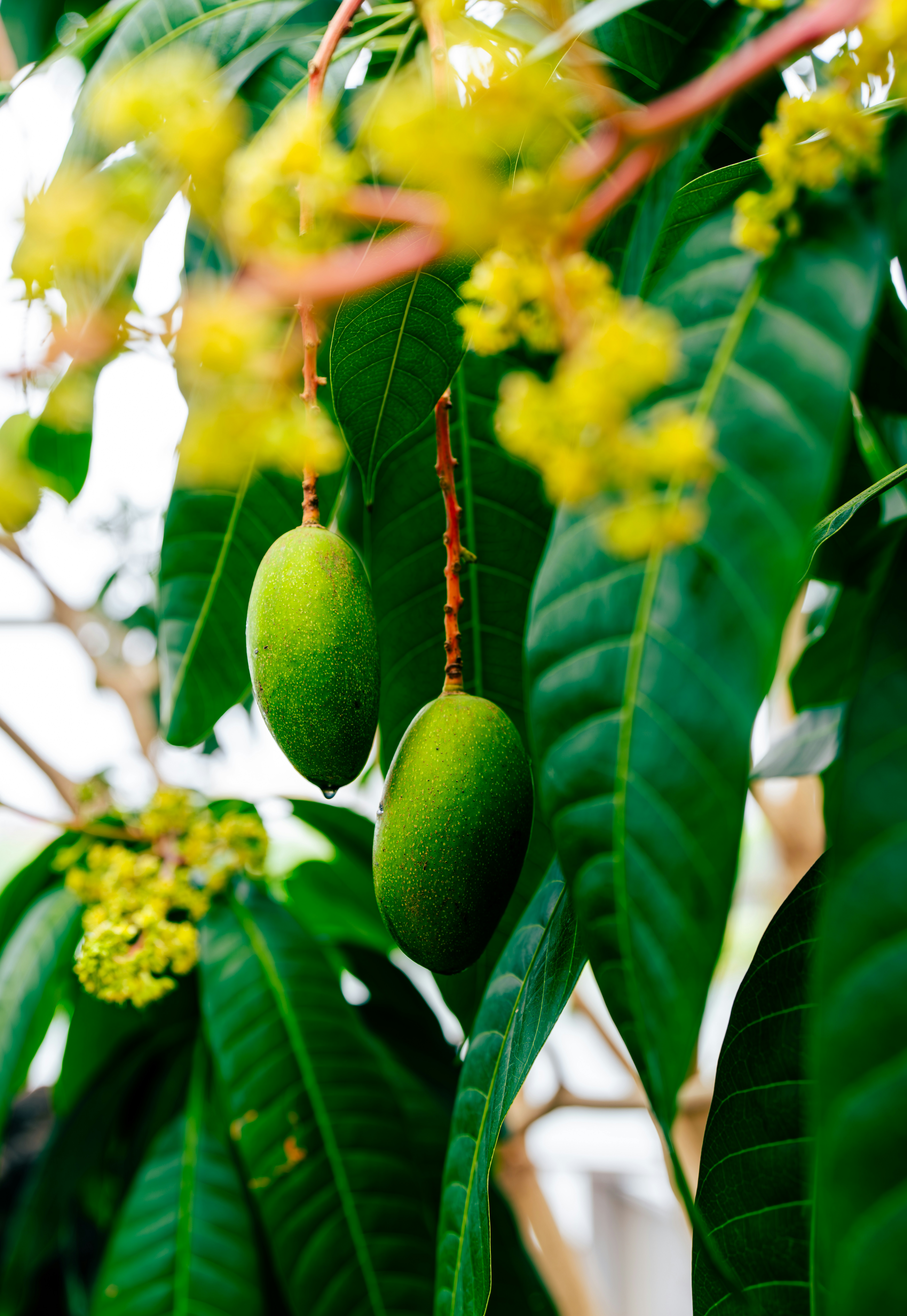 Green Mangoes in Focus: A Sunlit Resin of Leaves and Fruit