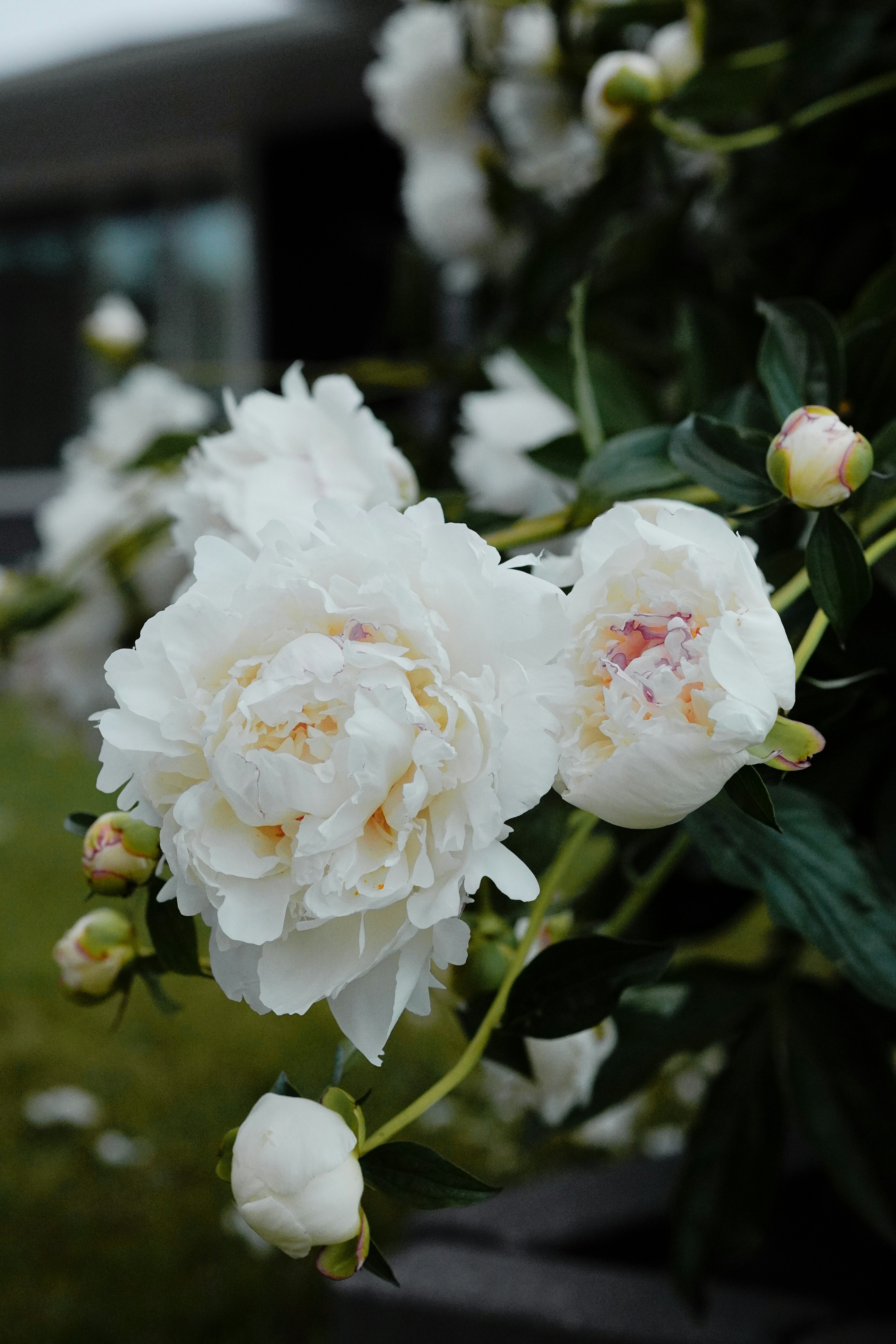 White peonies in bloom against a blurred garden backdrop