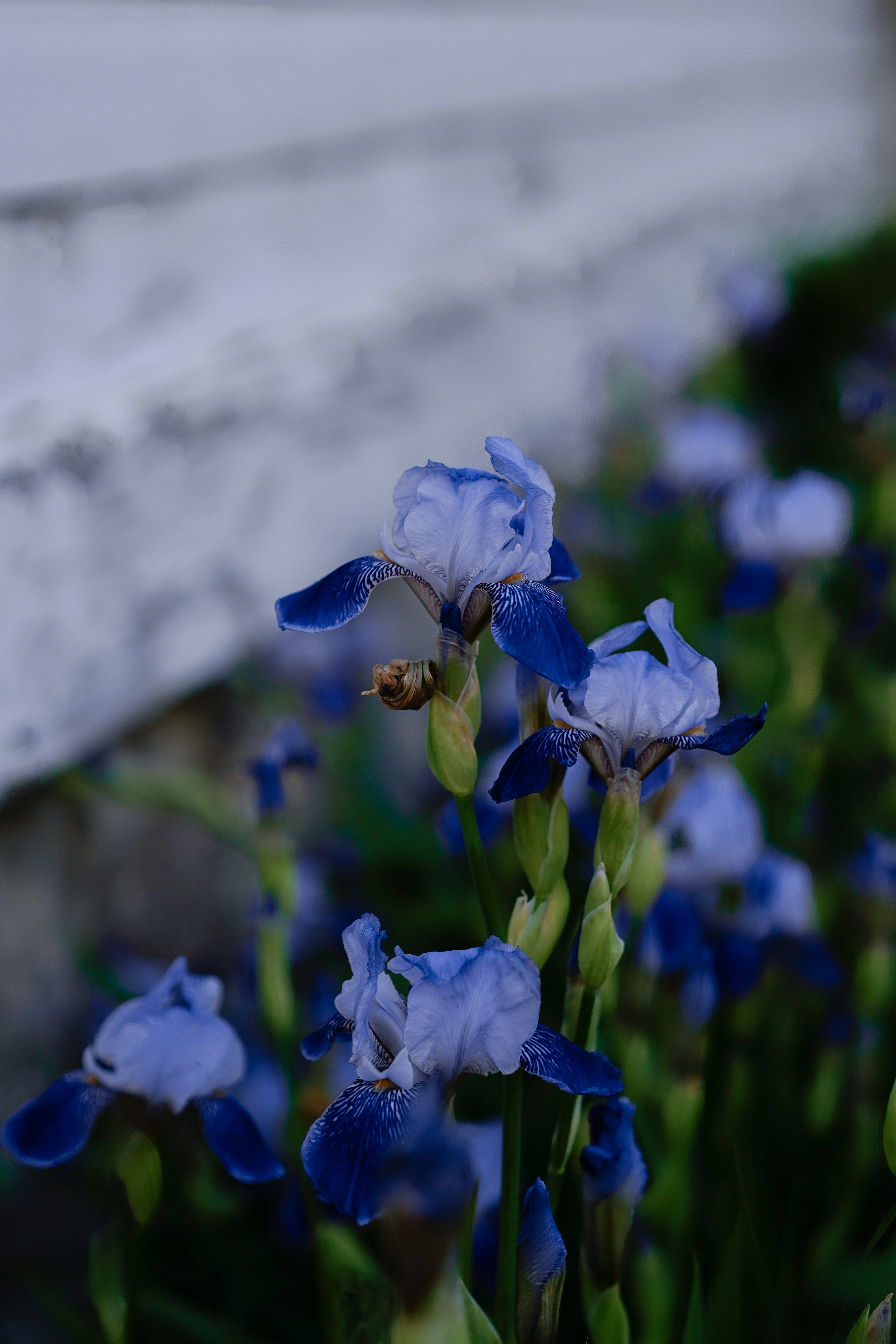 Blue Iris Cluster Along a Weathered Wall