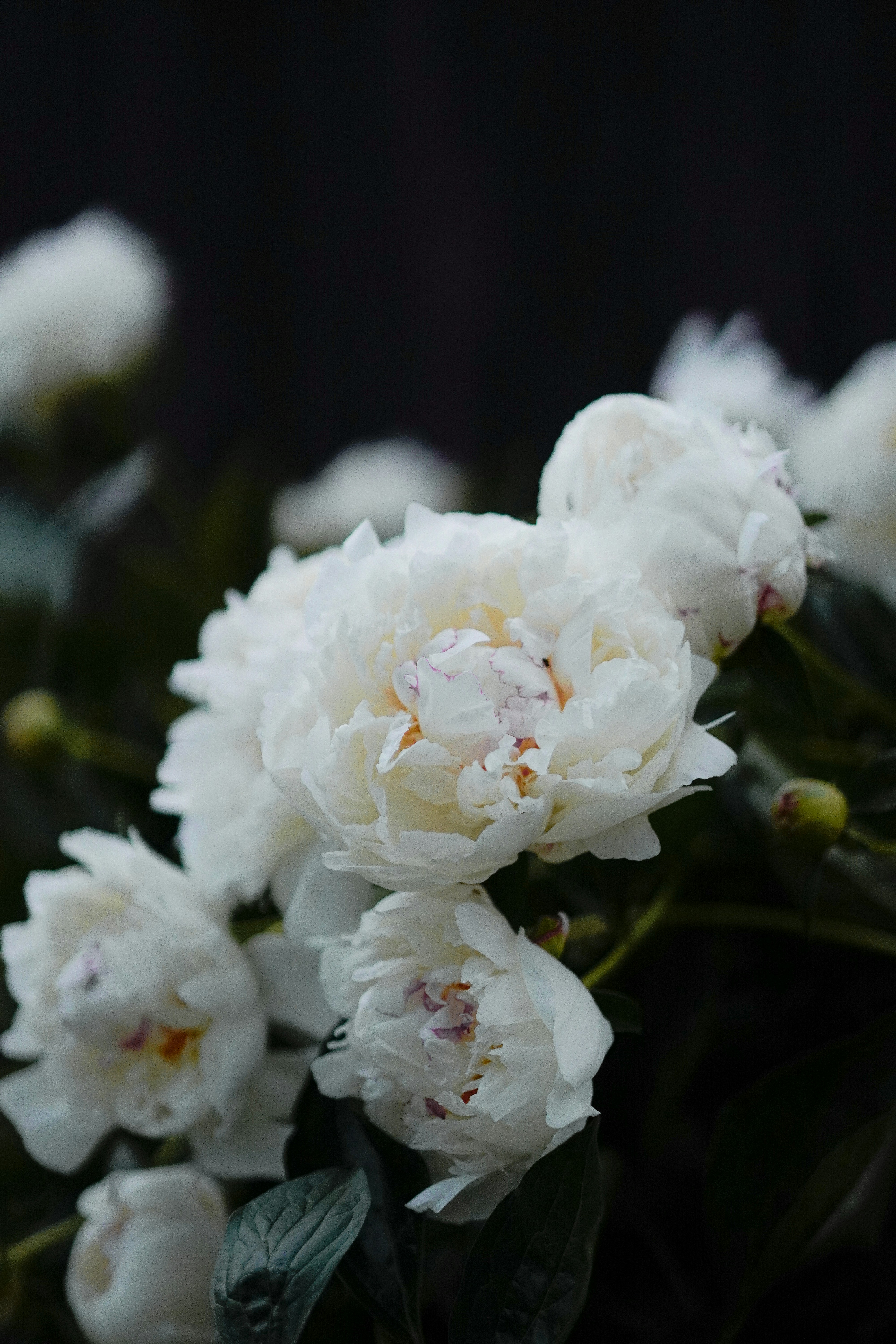 White Peonies in Soft Focus Against Dark Backdrop