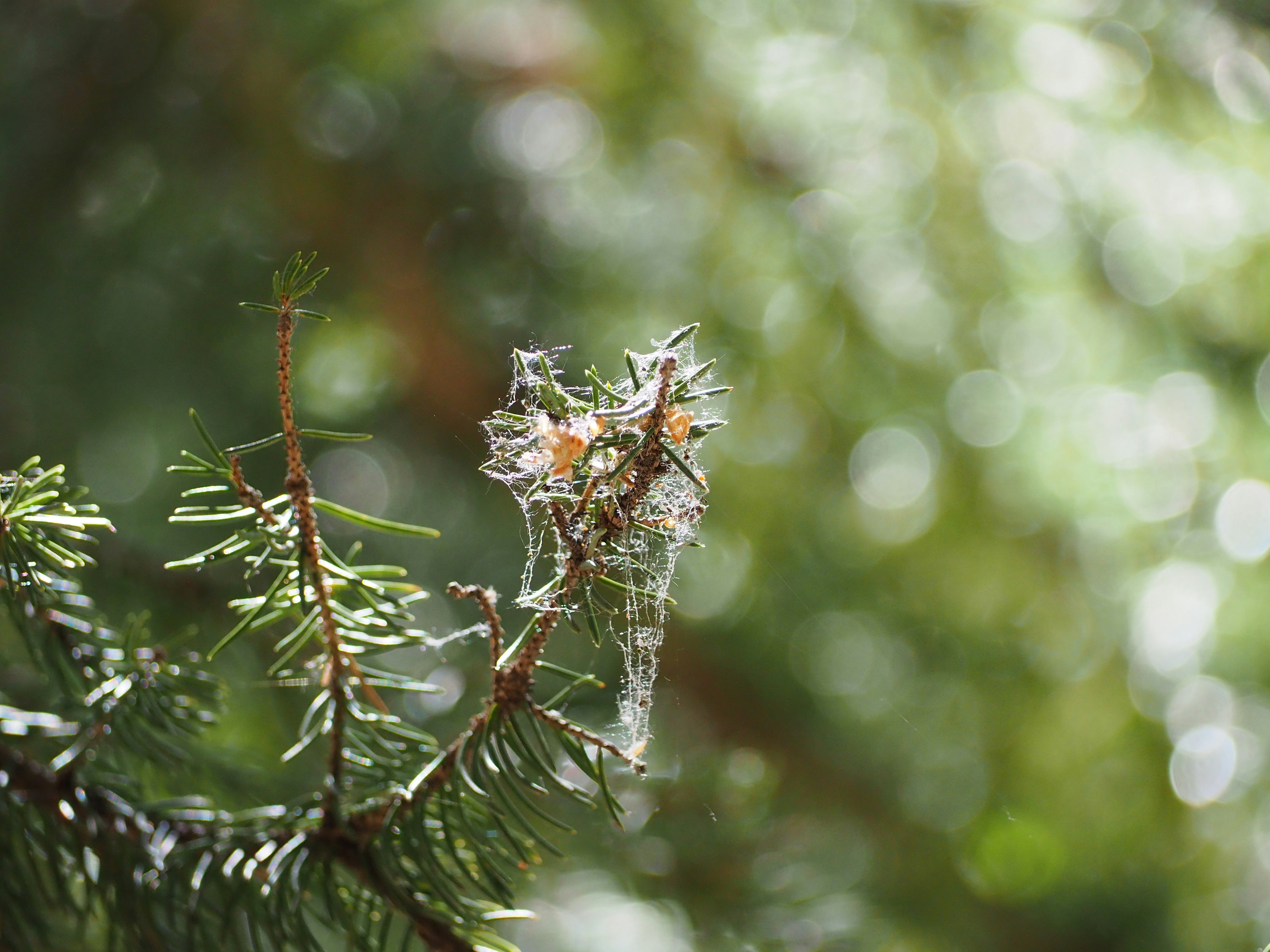 Spider Silk on Pine Needle: Delicate Web in a Sunlit Forest