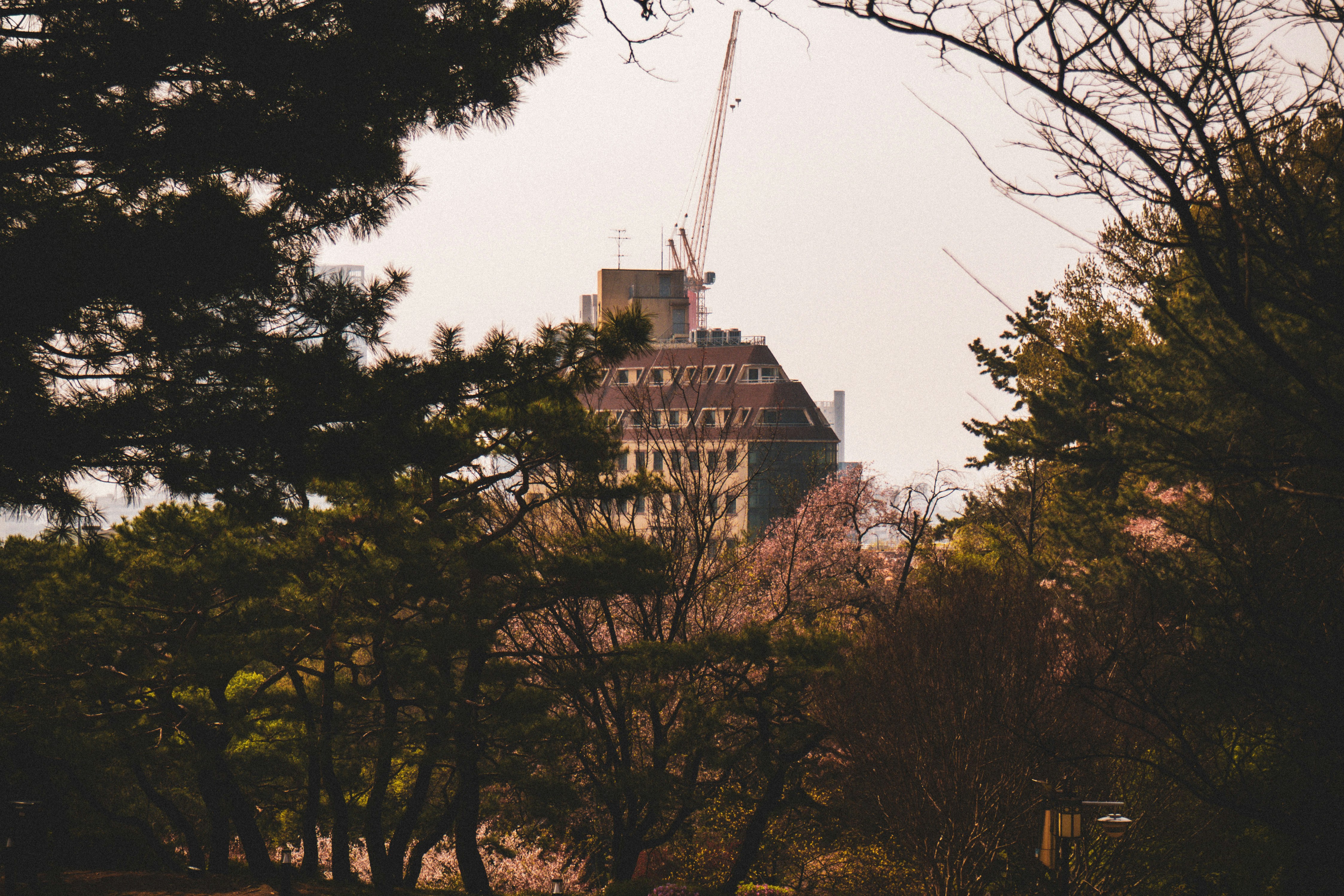 Craned Silhouette Over Spring Arbor: A Distant Urban Core Peeking Through Trees