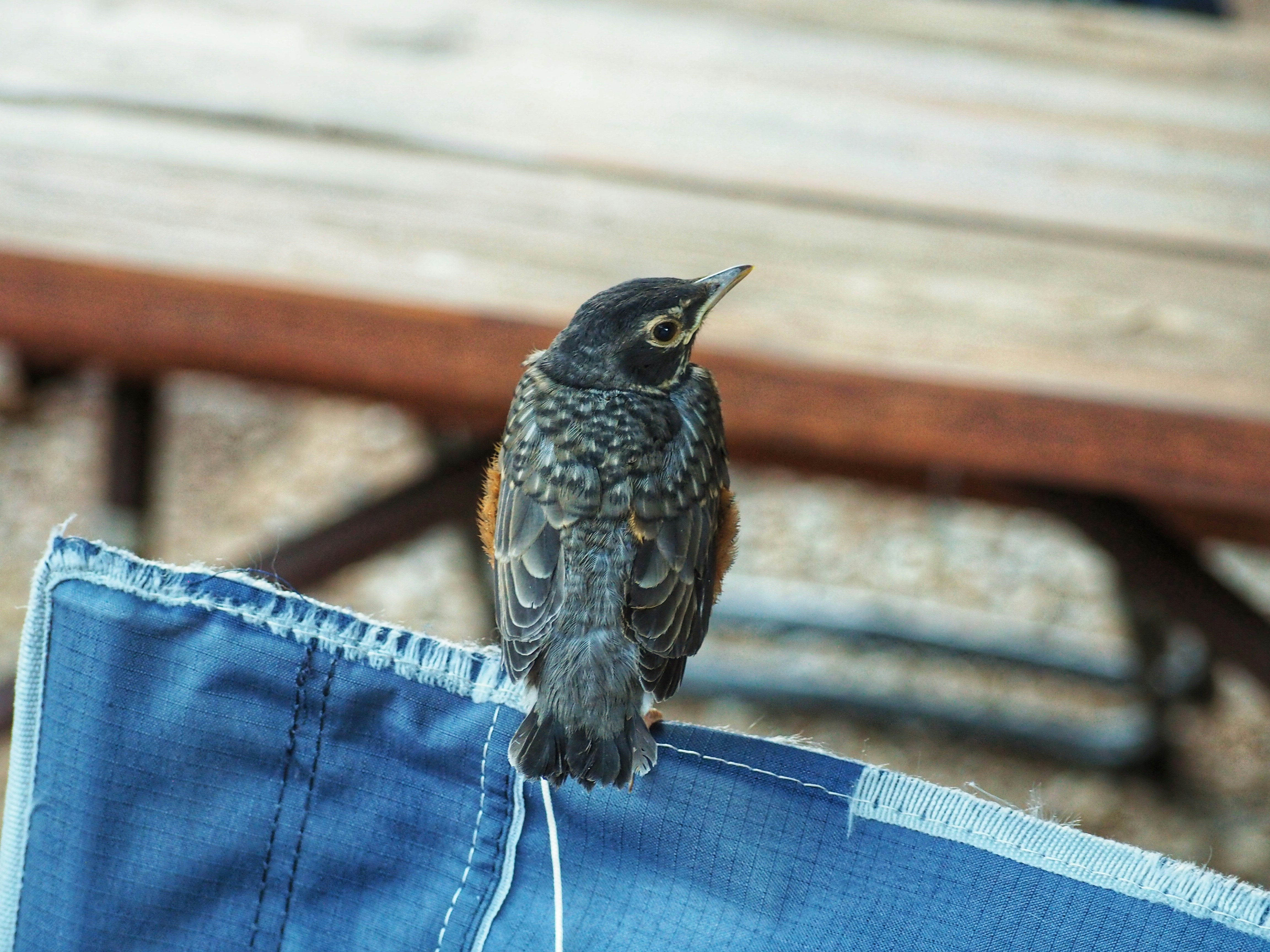 Perched Messenger: A Small Bird Guarding the Blue