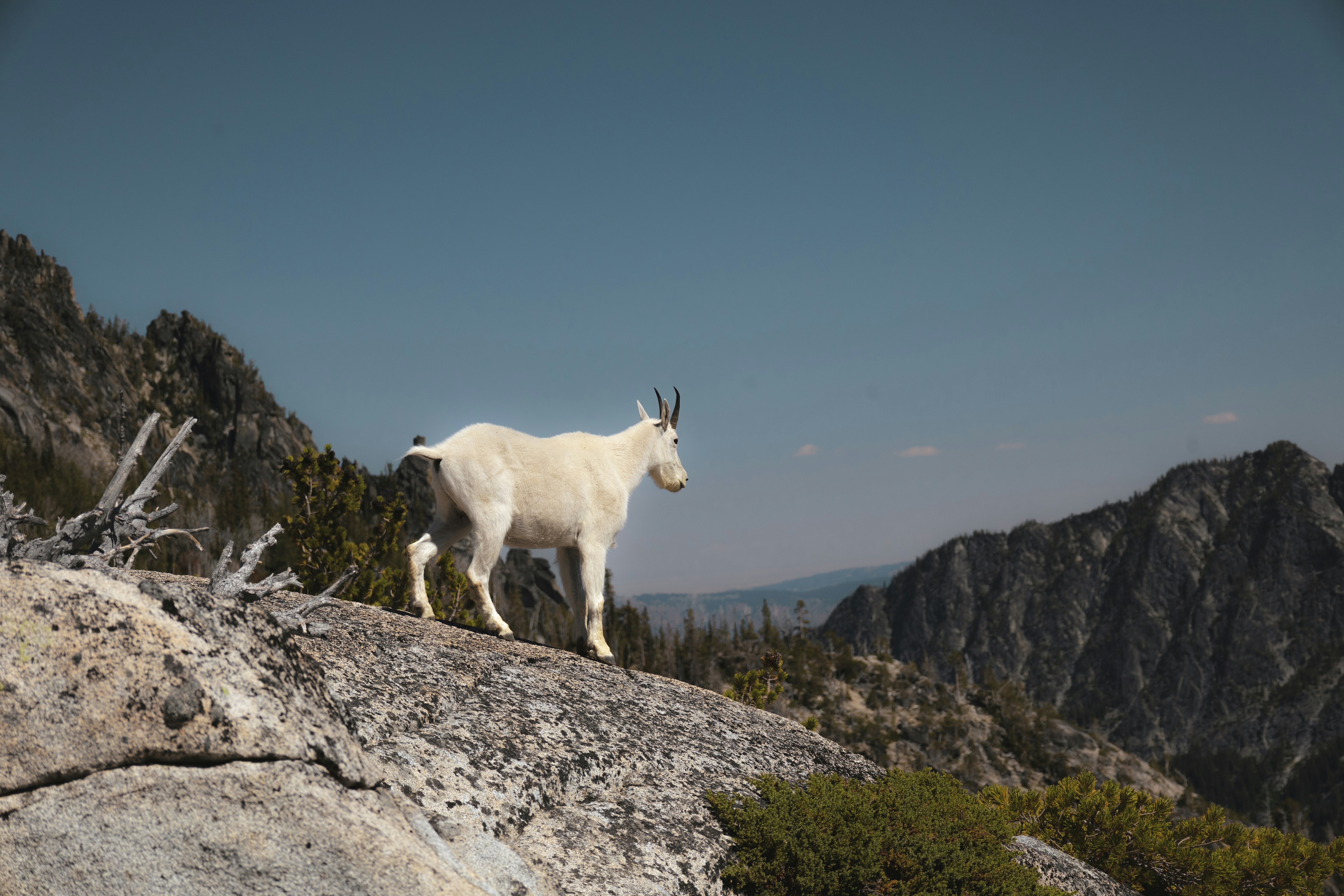 A white goat stands on a granite outcrop with rugged mountain peaks in the distance under a clear blue sky.
