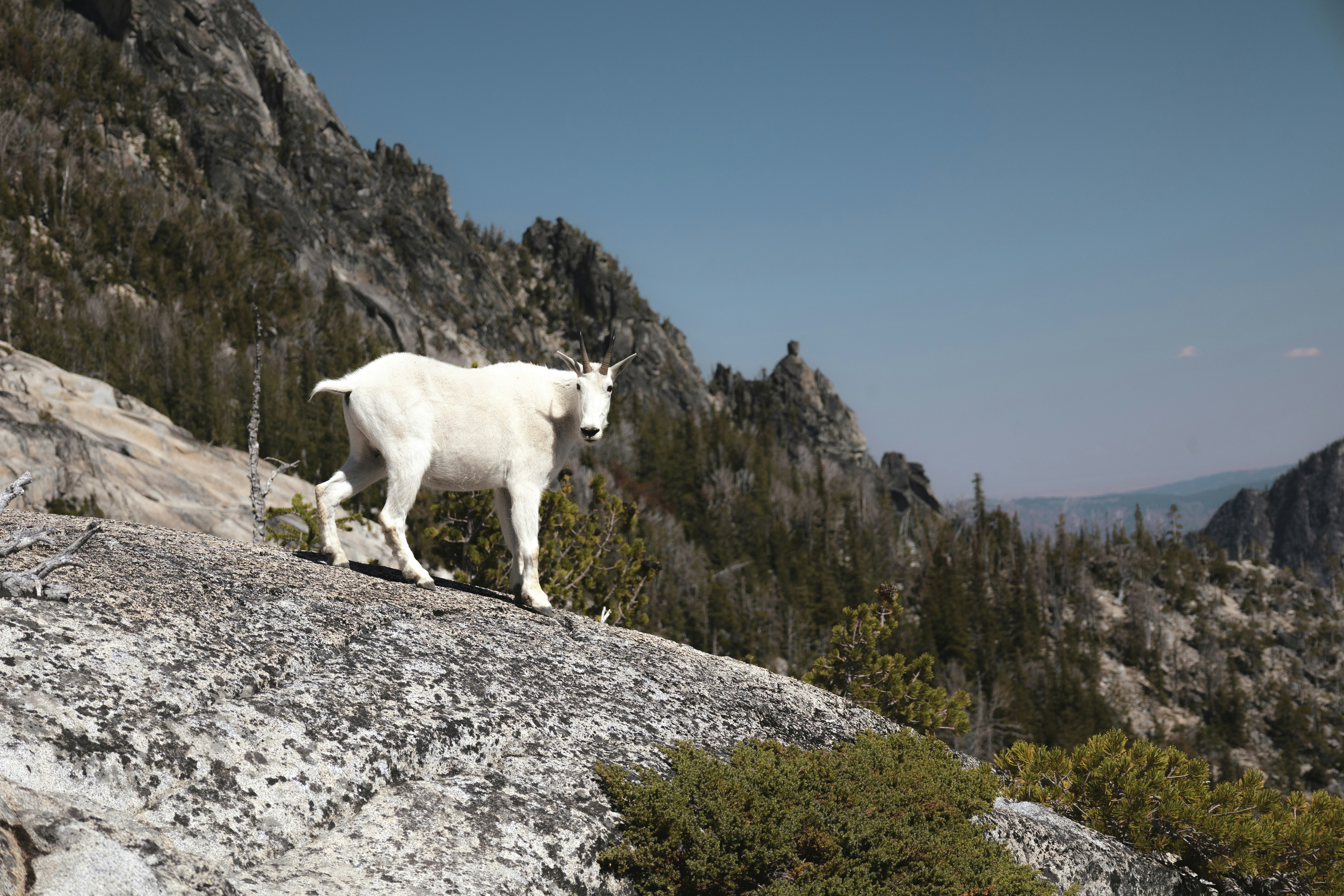 A white goat stands on a broad granite ledge, with rugged mountain slopes and pine trees stretching into the distance under a clear blue sky.