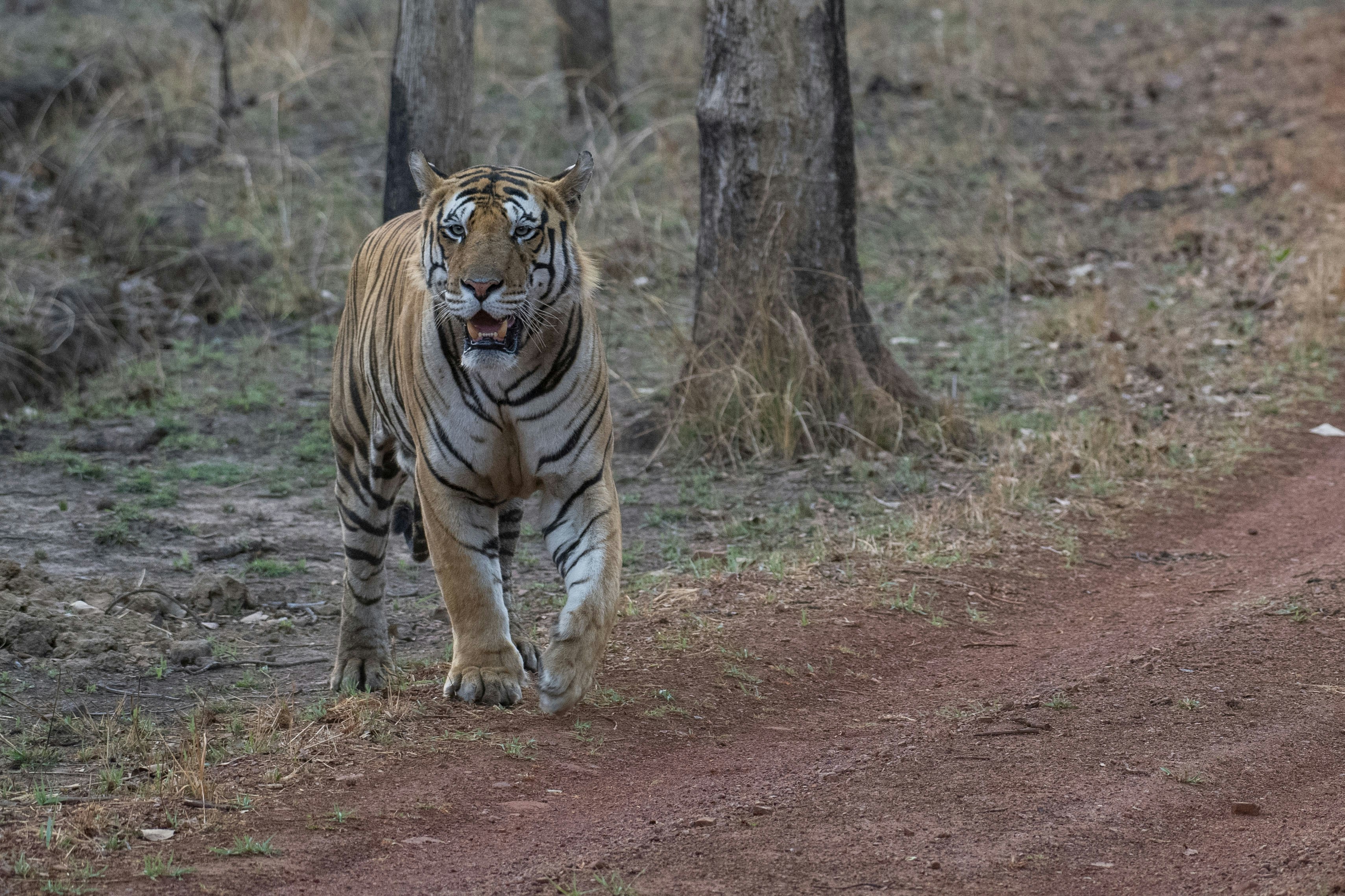 Tiger strides along a sunlit forest track, eyes meeting the lens