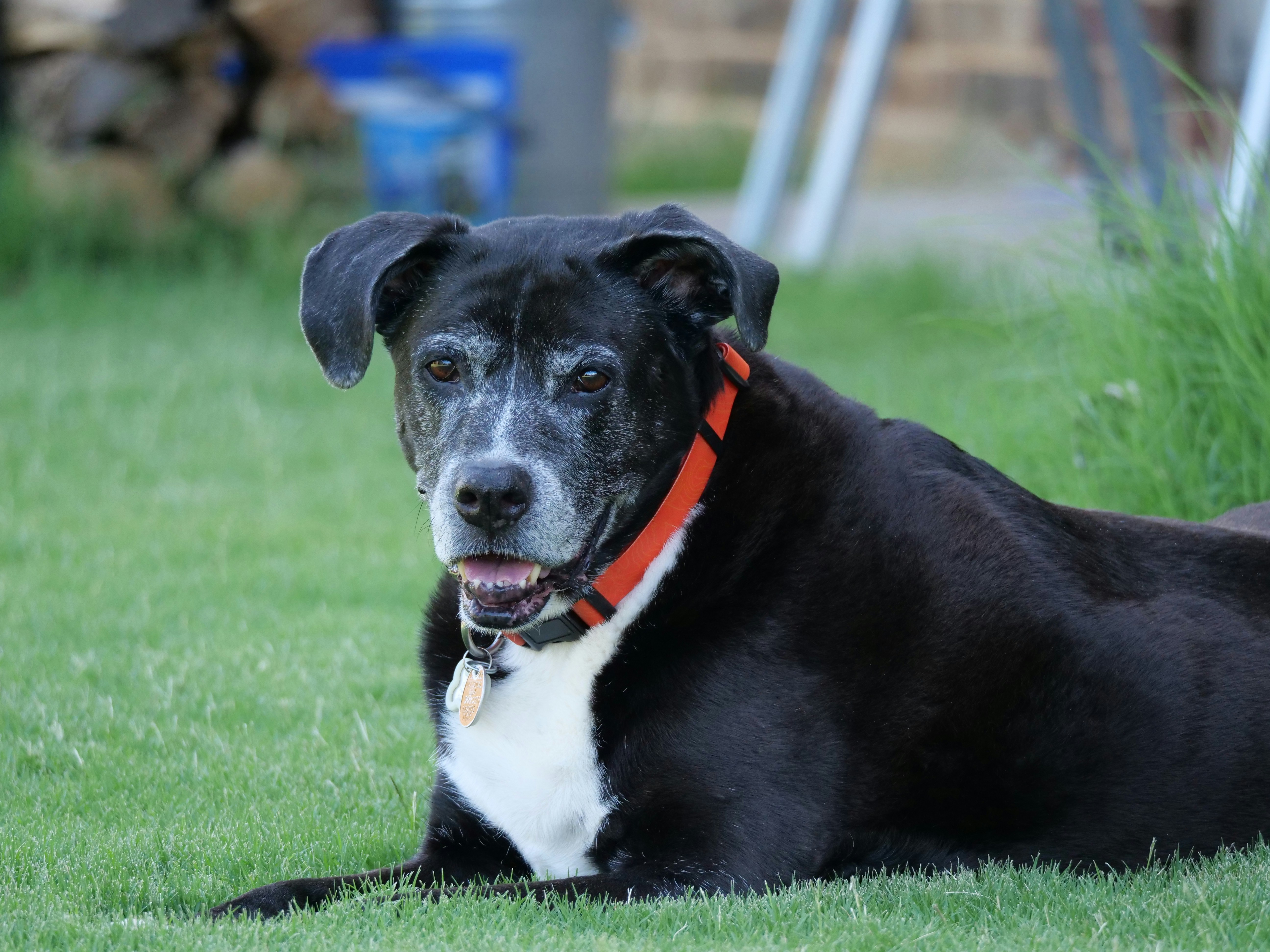 The Quiet Watcher in a Summer Lawn