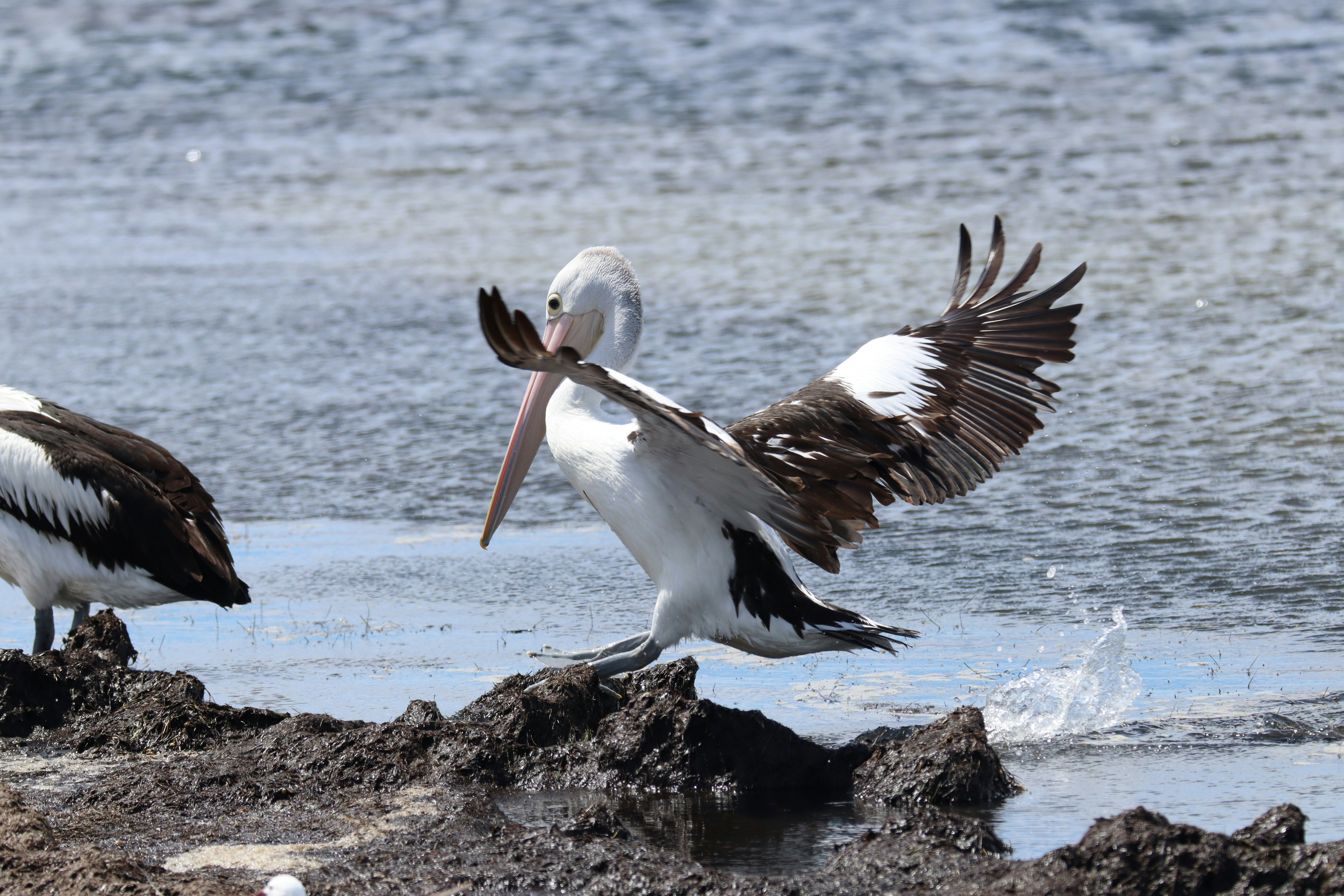White Pelican on Rocks Preparing Landing with Winged Splash