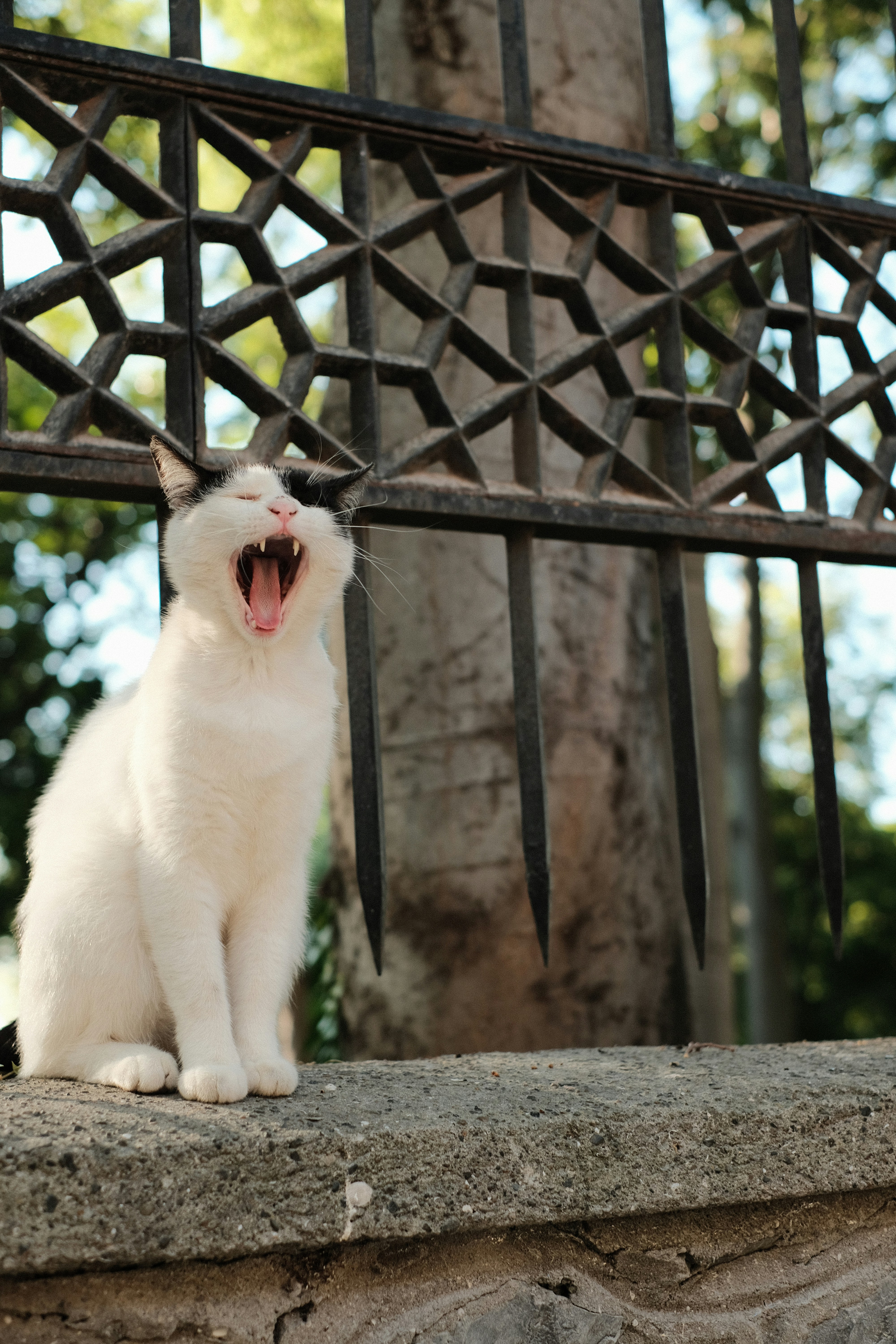 Yawning cat on a stone ledge by a wrought-iron fence