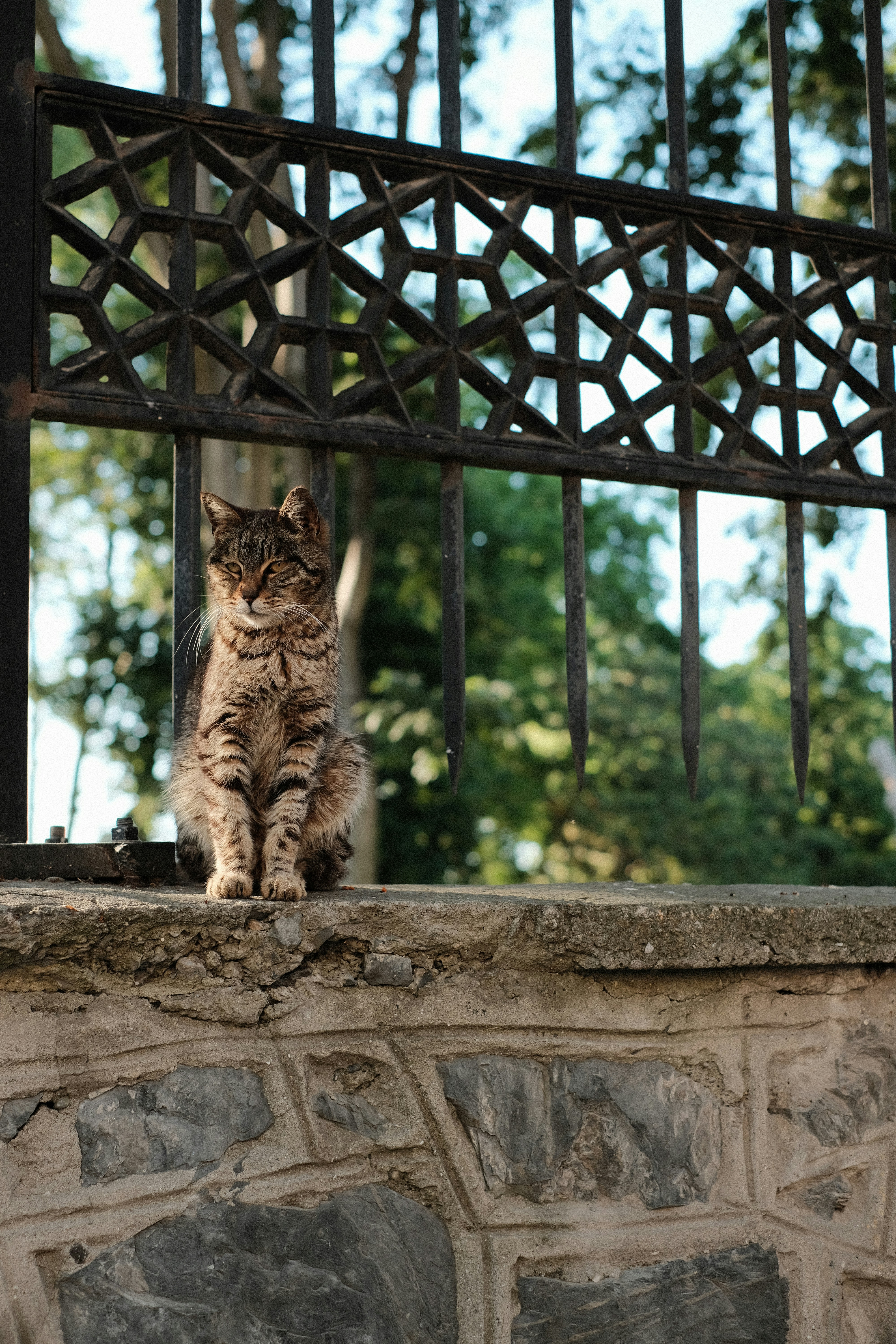 Calm Tabby on a Stone Verge Beneath Iron Lattice