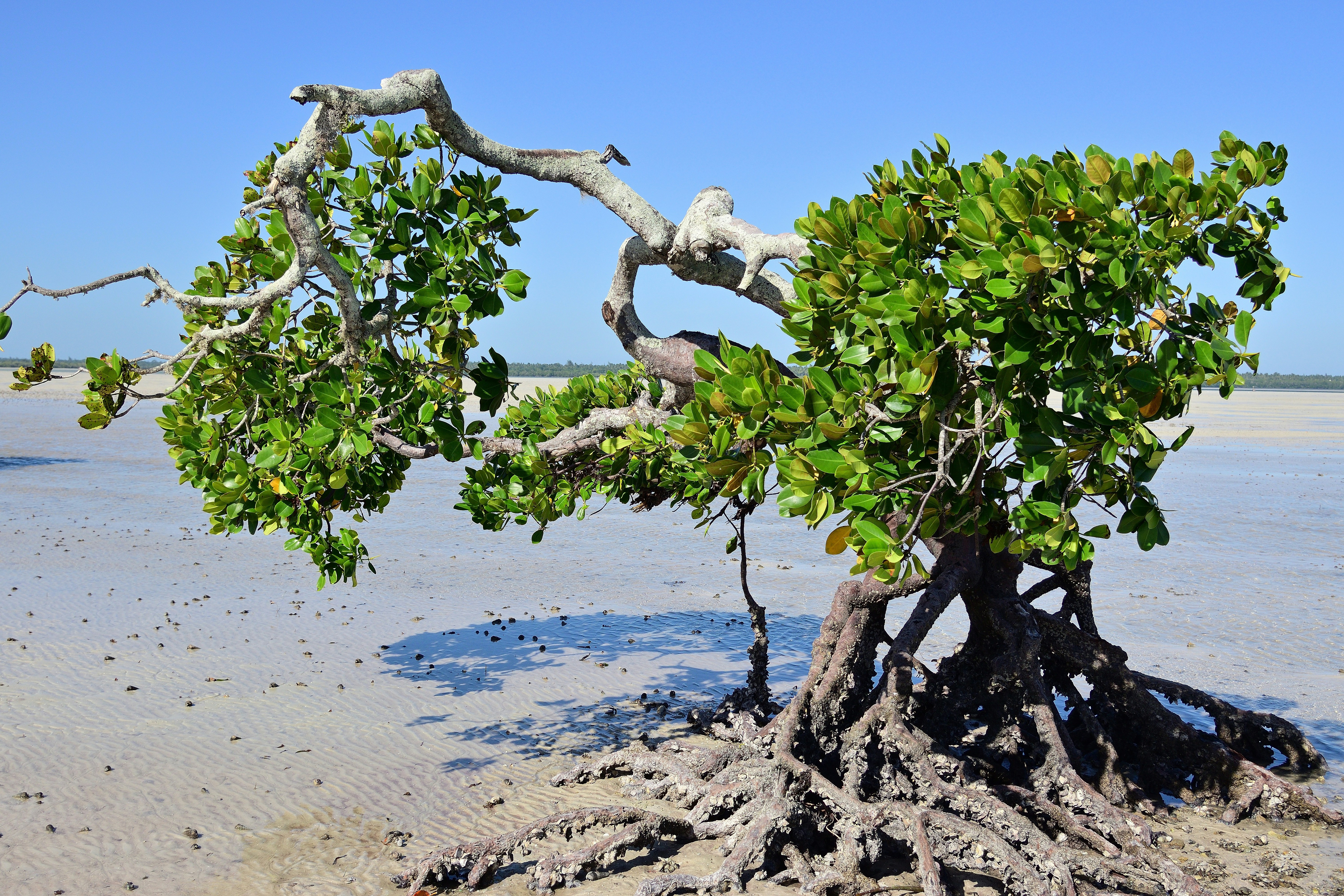 Mangrove Sentinel: A Gnarled Tree Reaching Toward A Distant Ocean