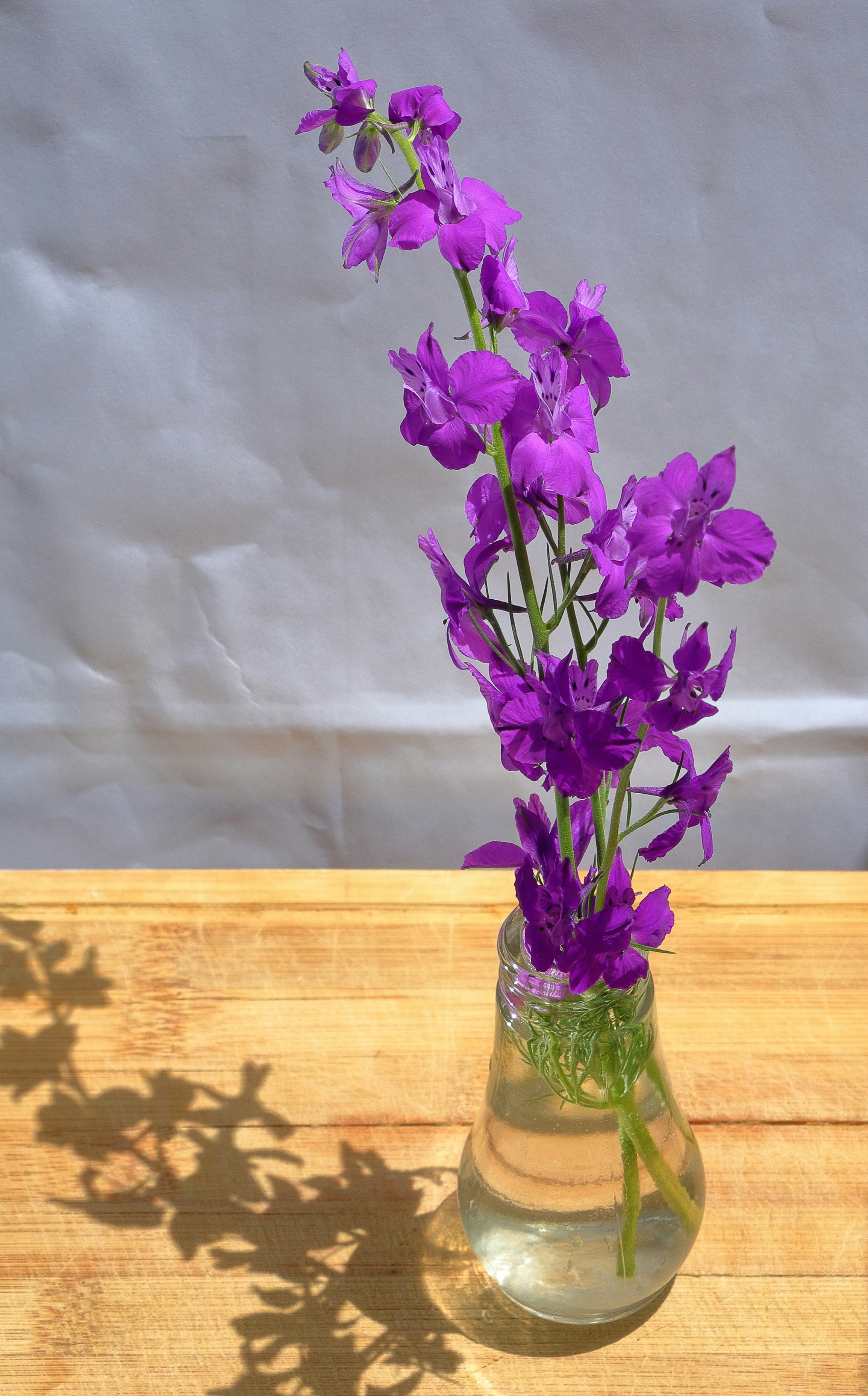 Purple Bloom in Glass Vase: A Minimalist Still Life