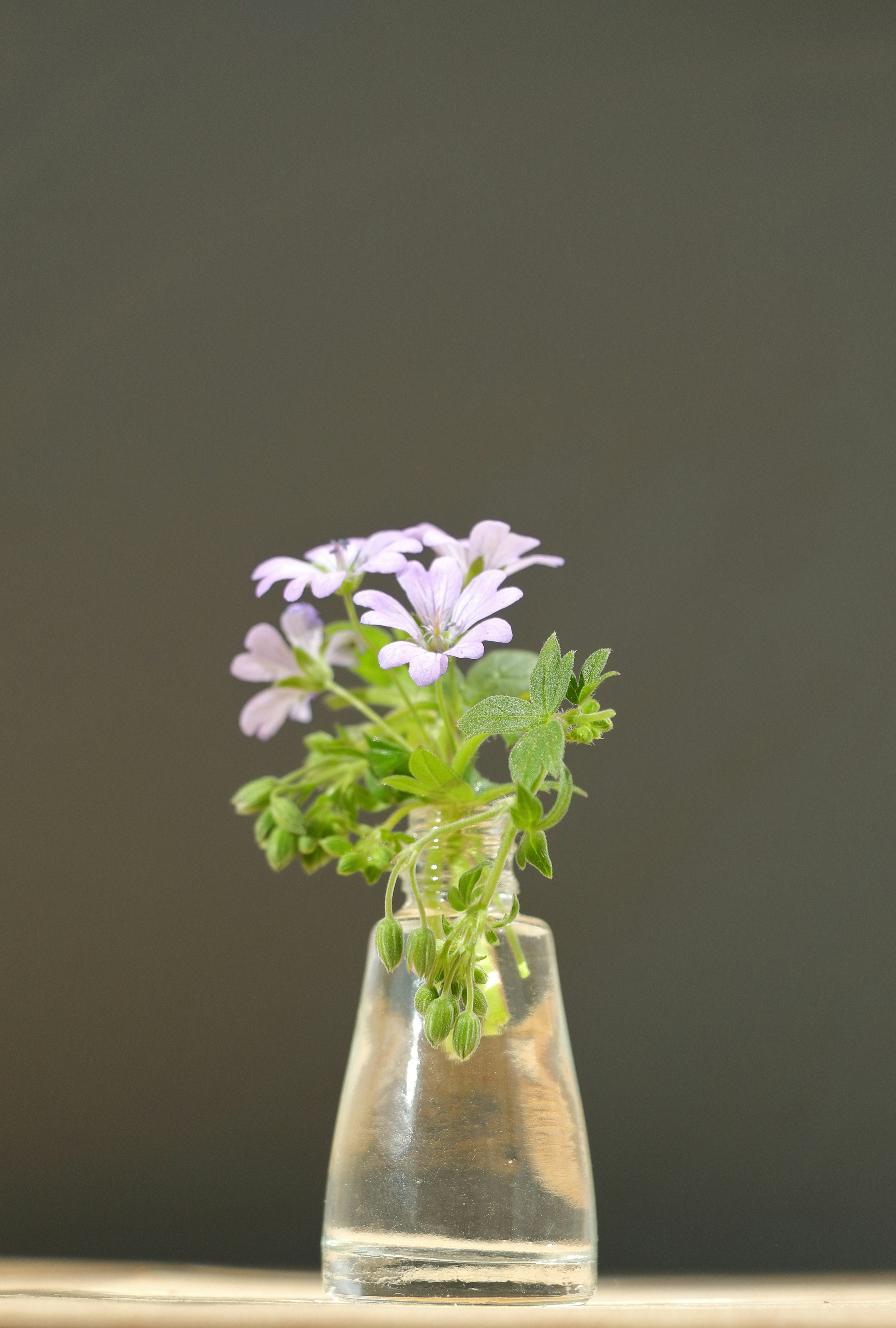 Lilac Bloom in a Glass Vessel: a Minimal Still Life