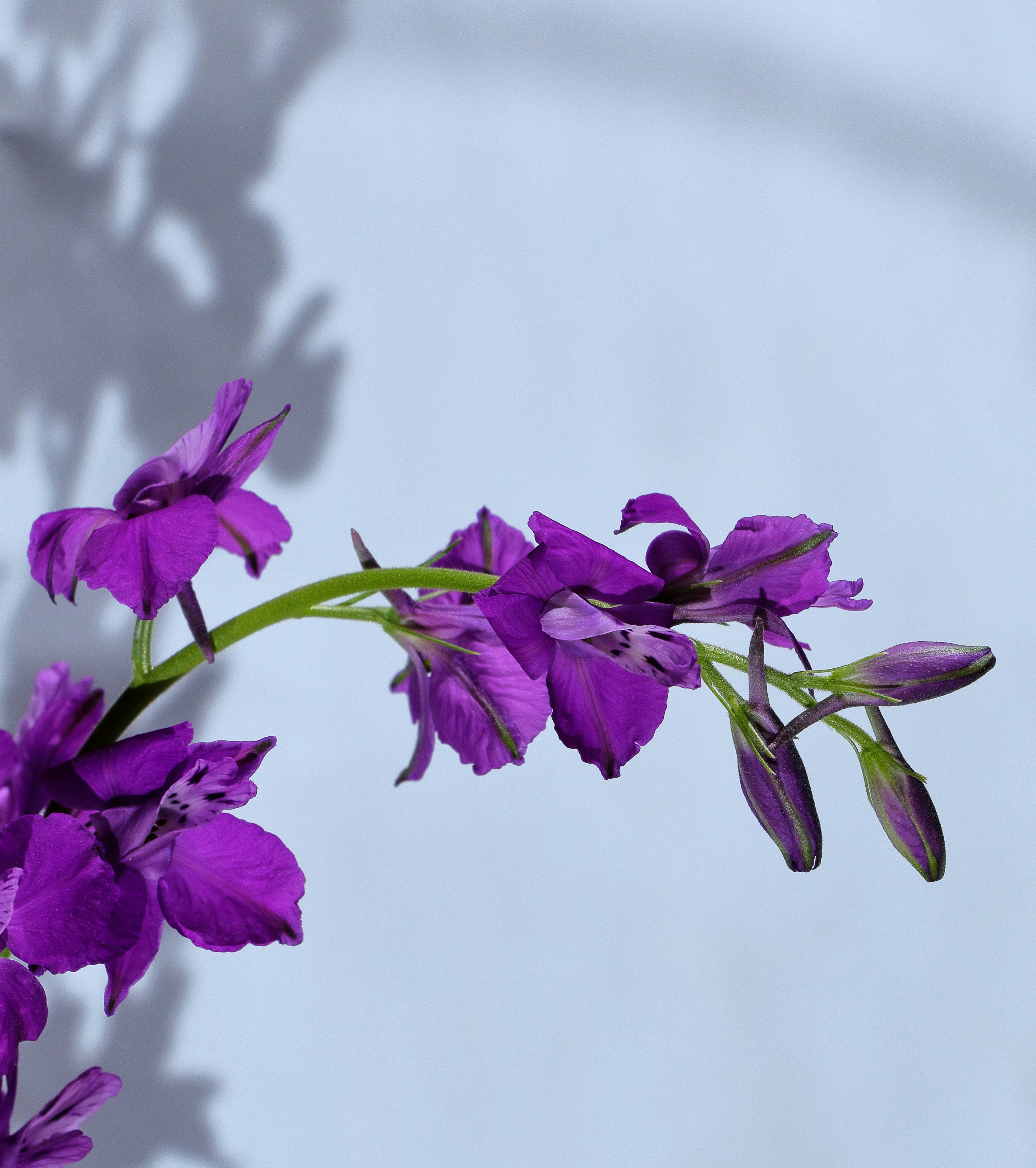 Purple Orchid Bends Across a Pale Sky