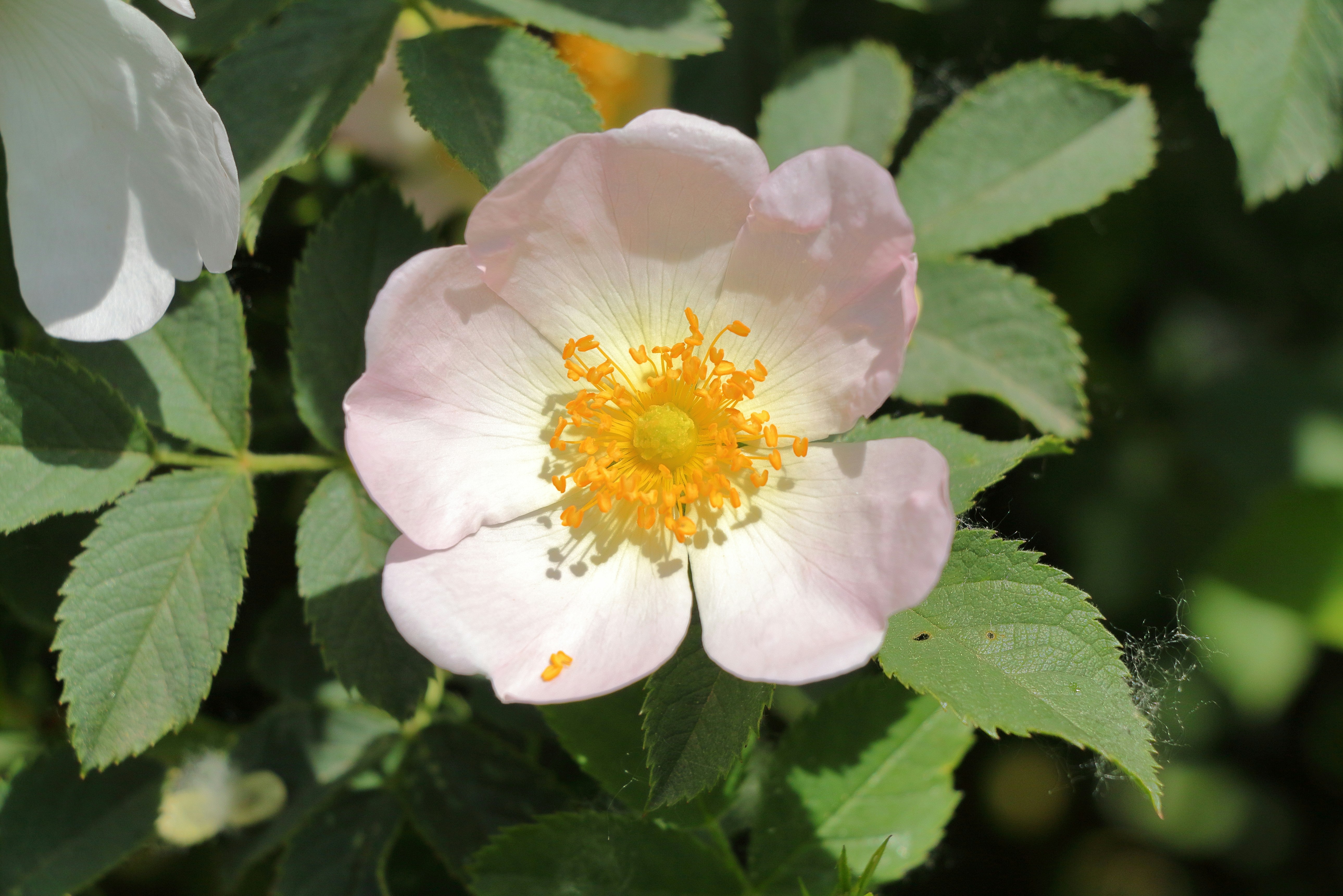 Petal Spotlight: A Pale Bloom with Golden Center Amid Green Foliage