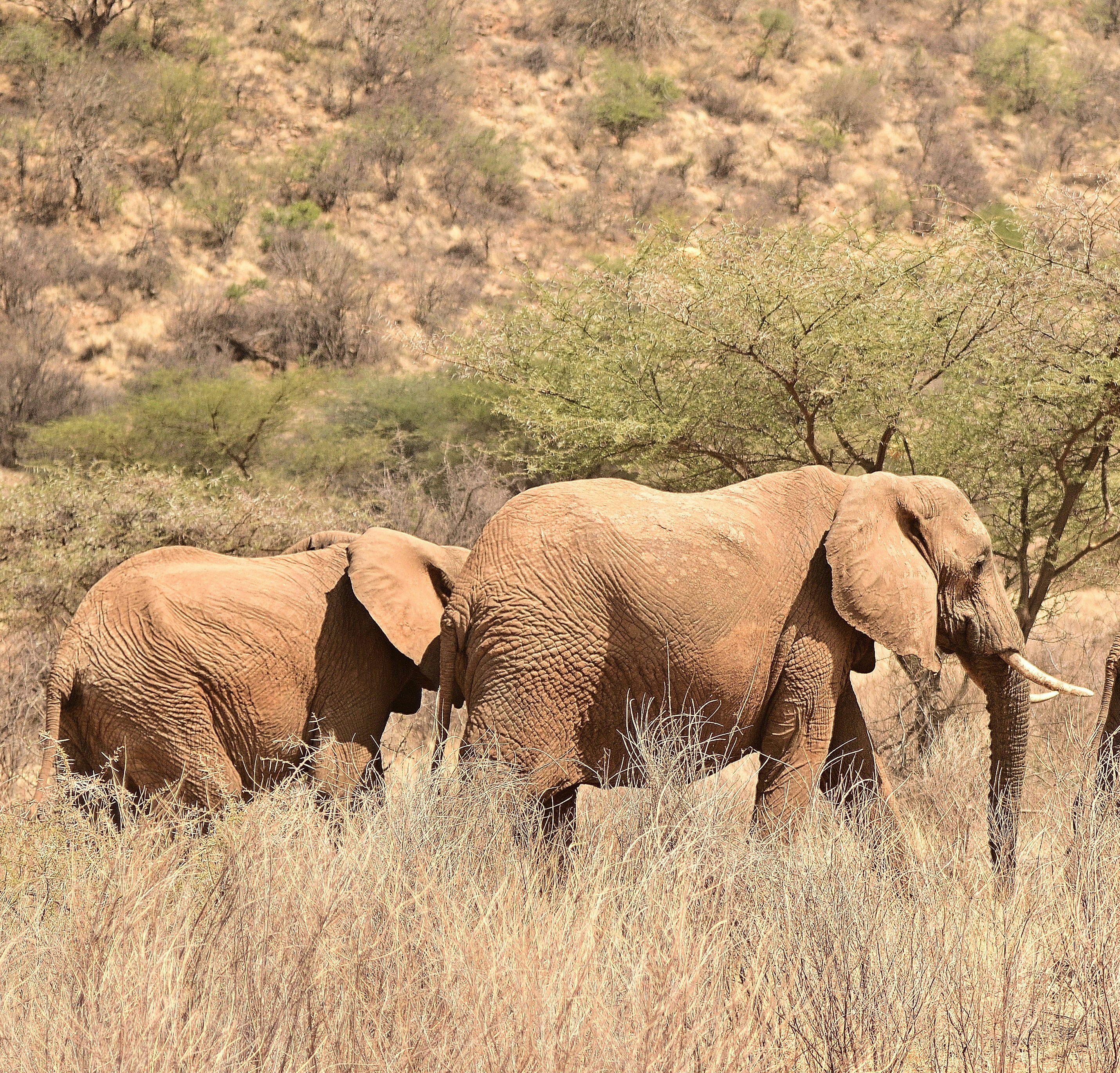 Dusty Ivory Herd: Elephants Treading Through Dry Grass