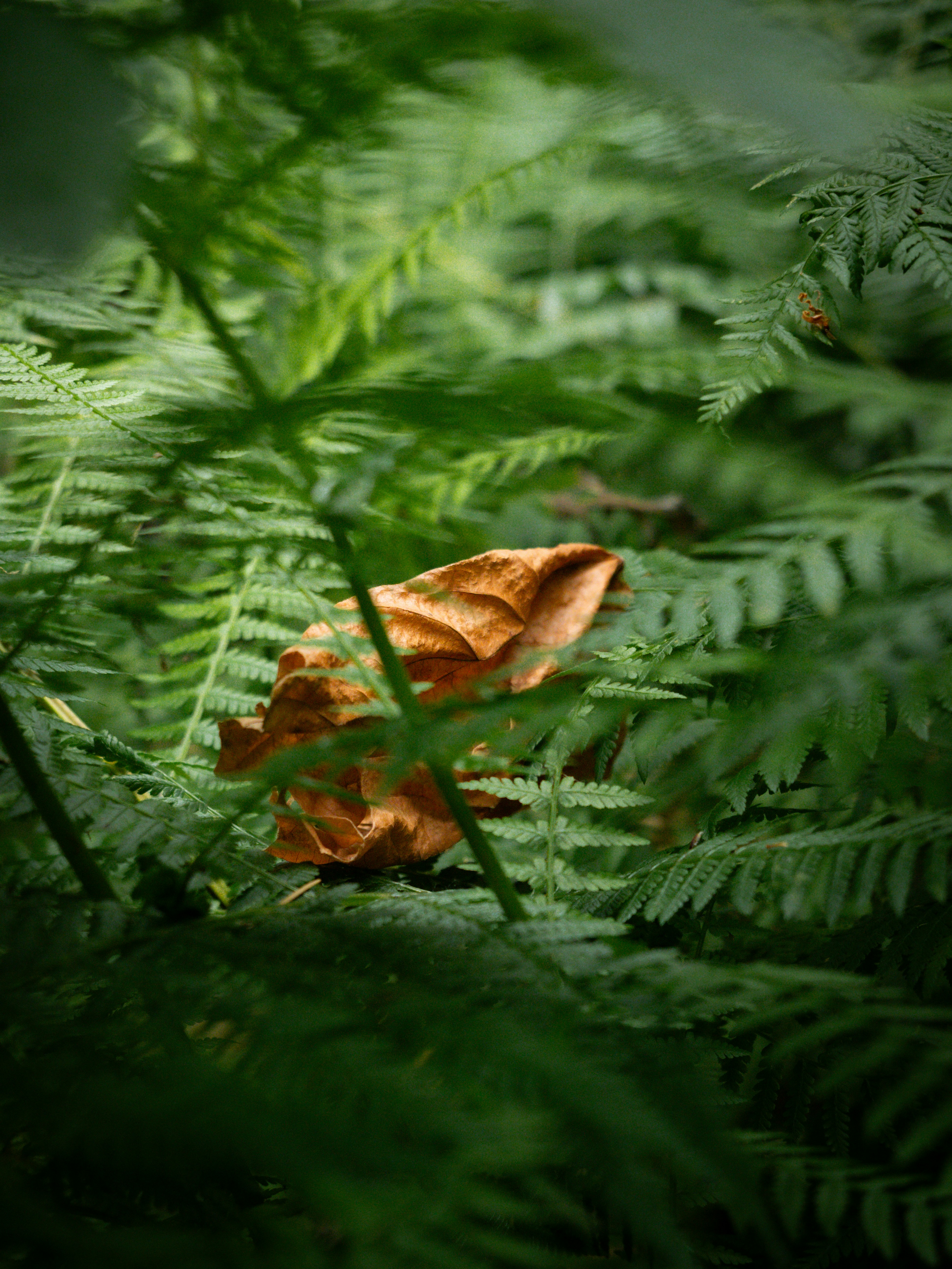 Autumn Leaf Hidden Among Ferns in Quiet Understory