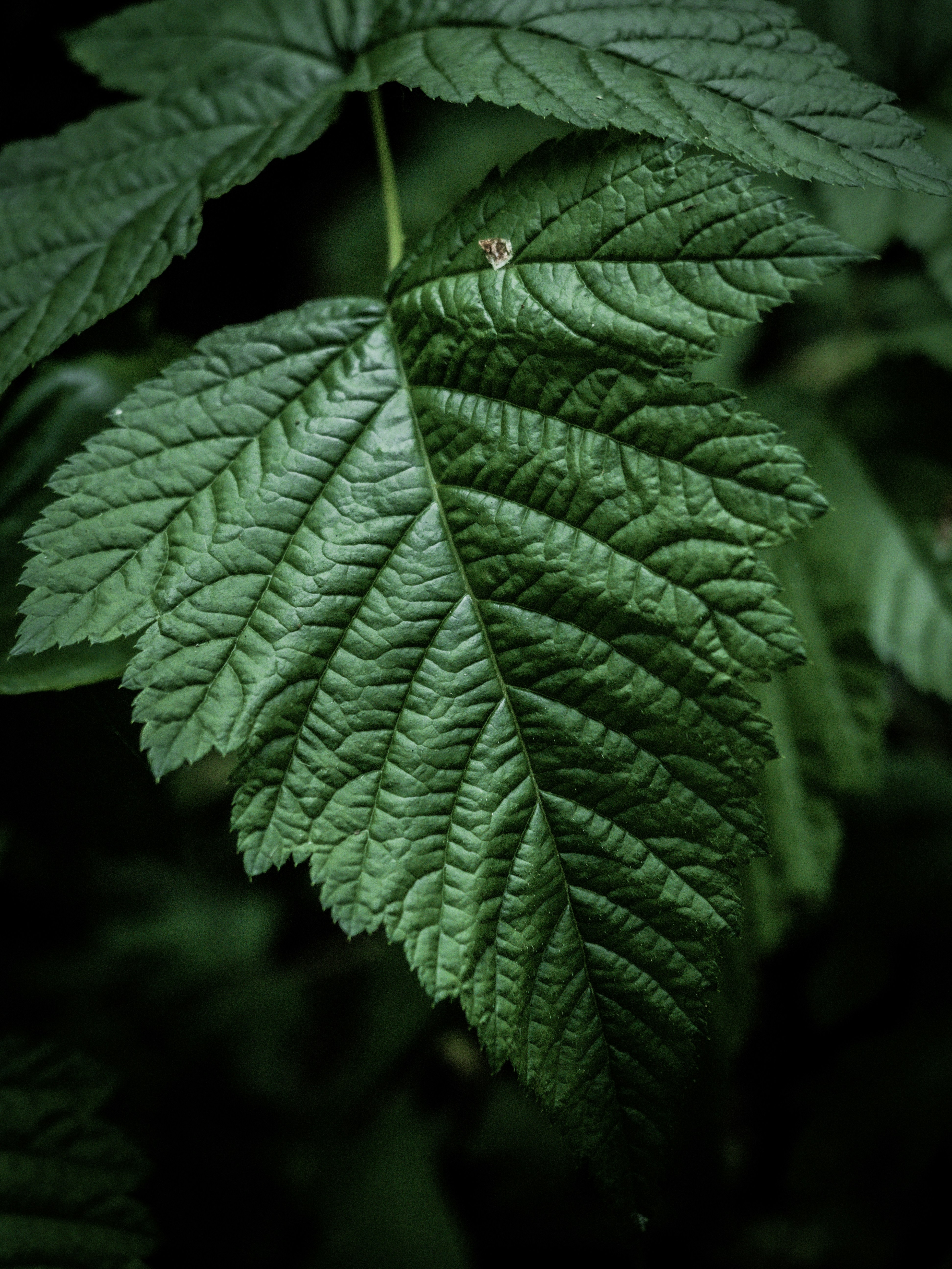 Veined Night-green Leaf Revealed in Soft Shadow