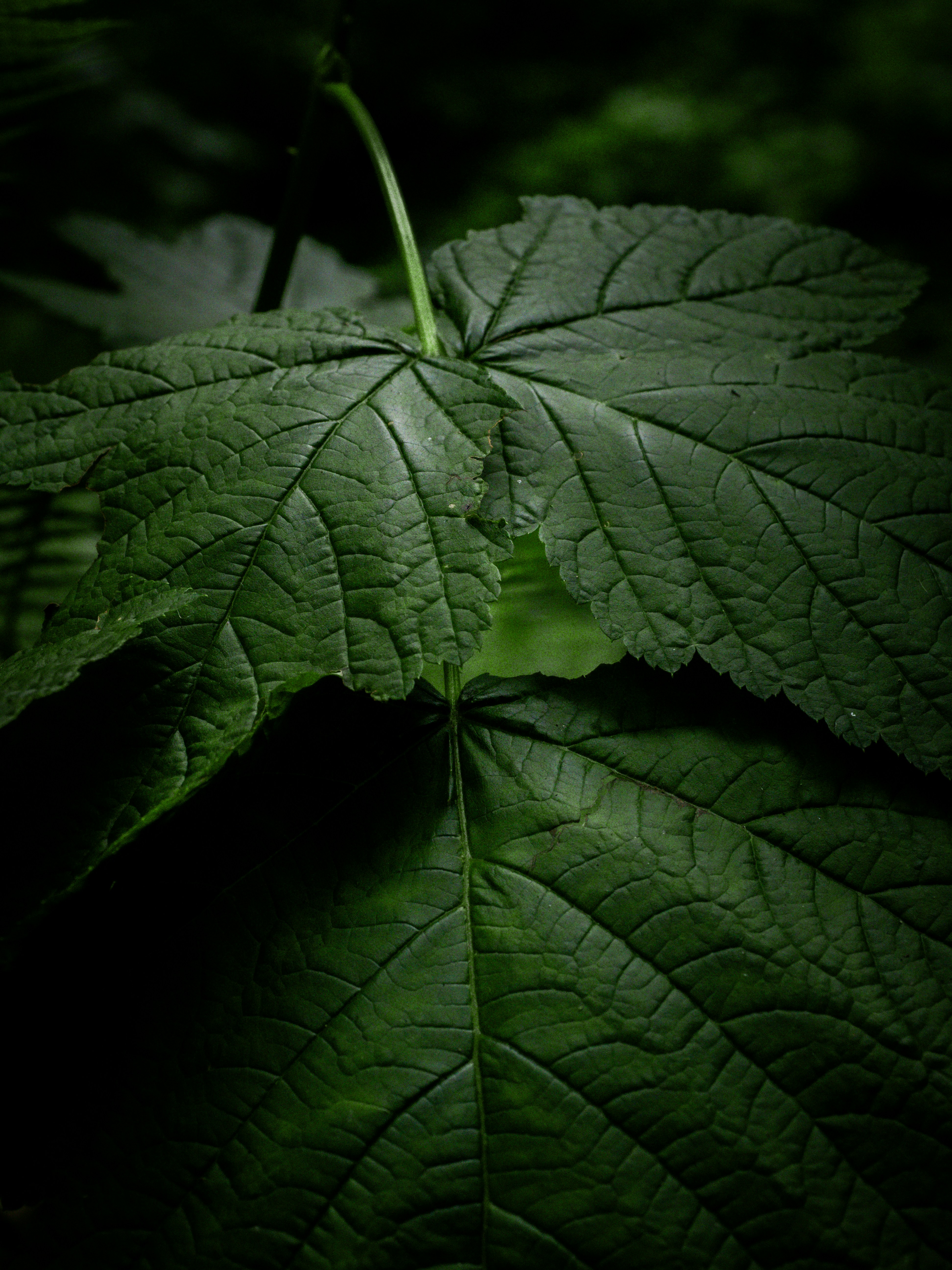 Emerald Vein: A Close-Up of Veined Leaves in Dappled Shade