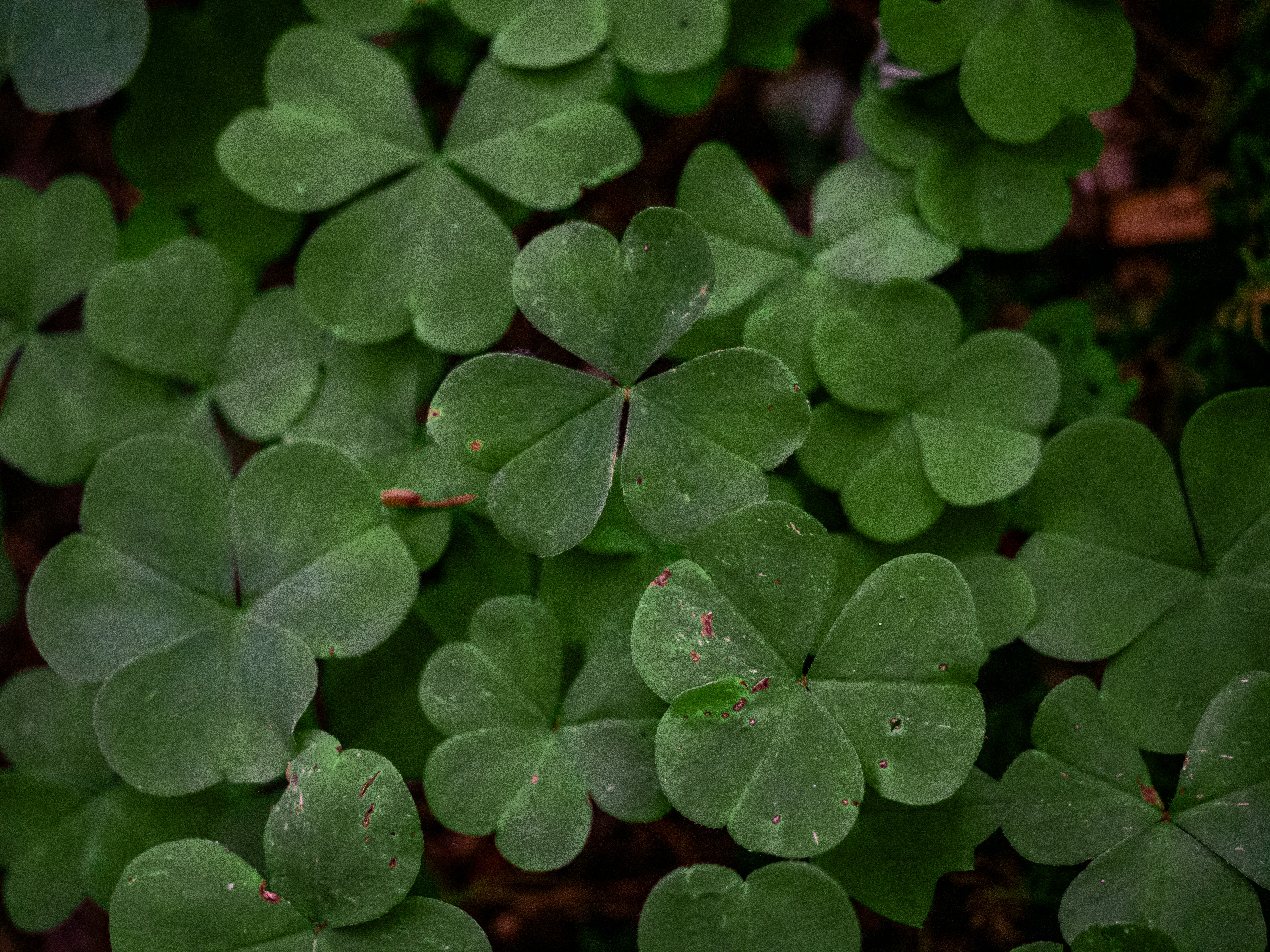Emerald Patch: Close-Up of Clover Leaves in Quiet Light