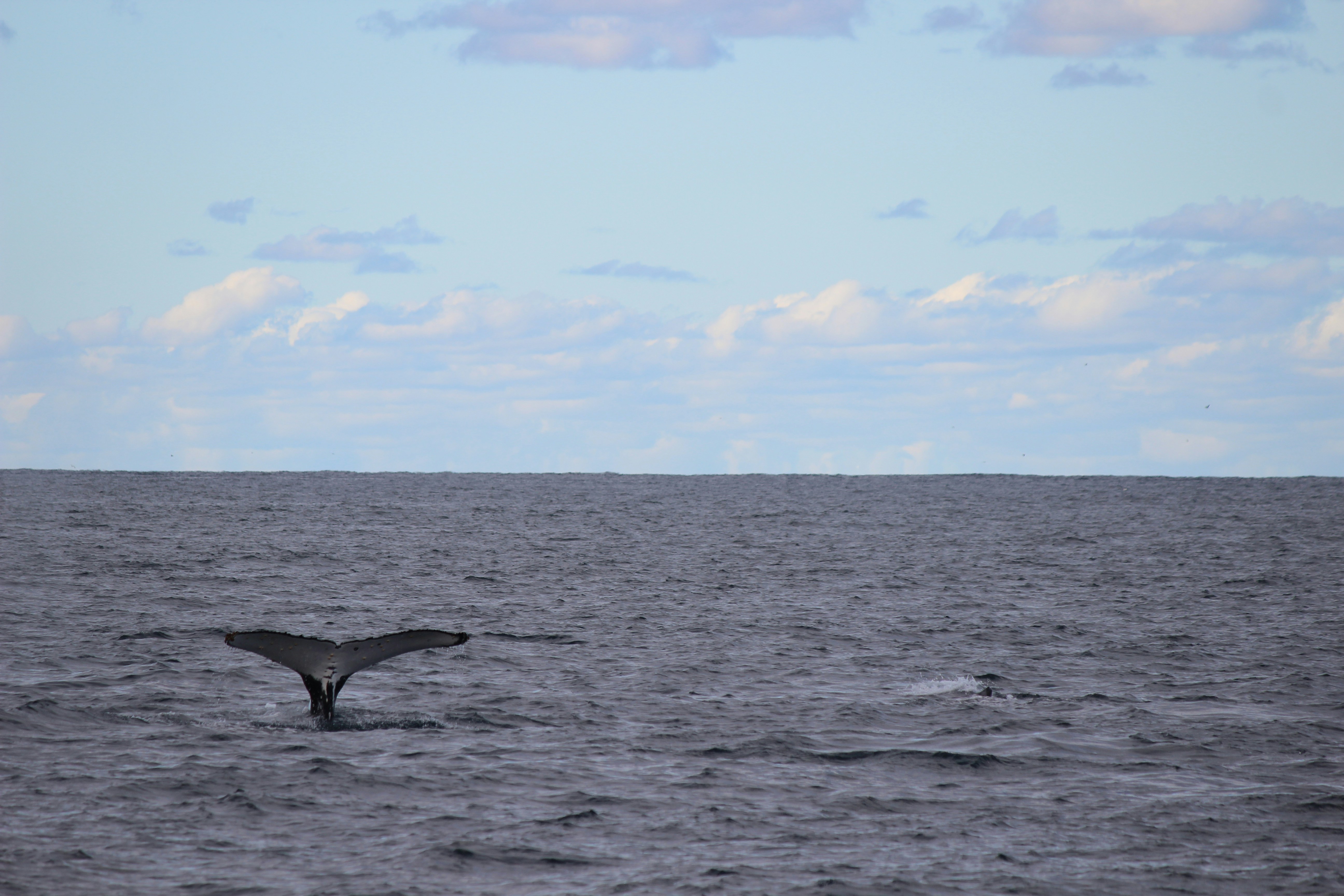 Whale Tail at the Horizon: A Quiet Ocean Moment
