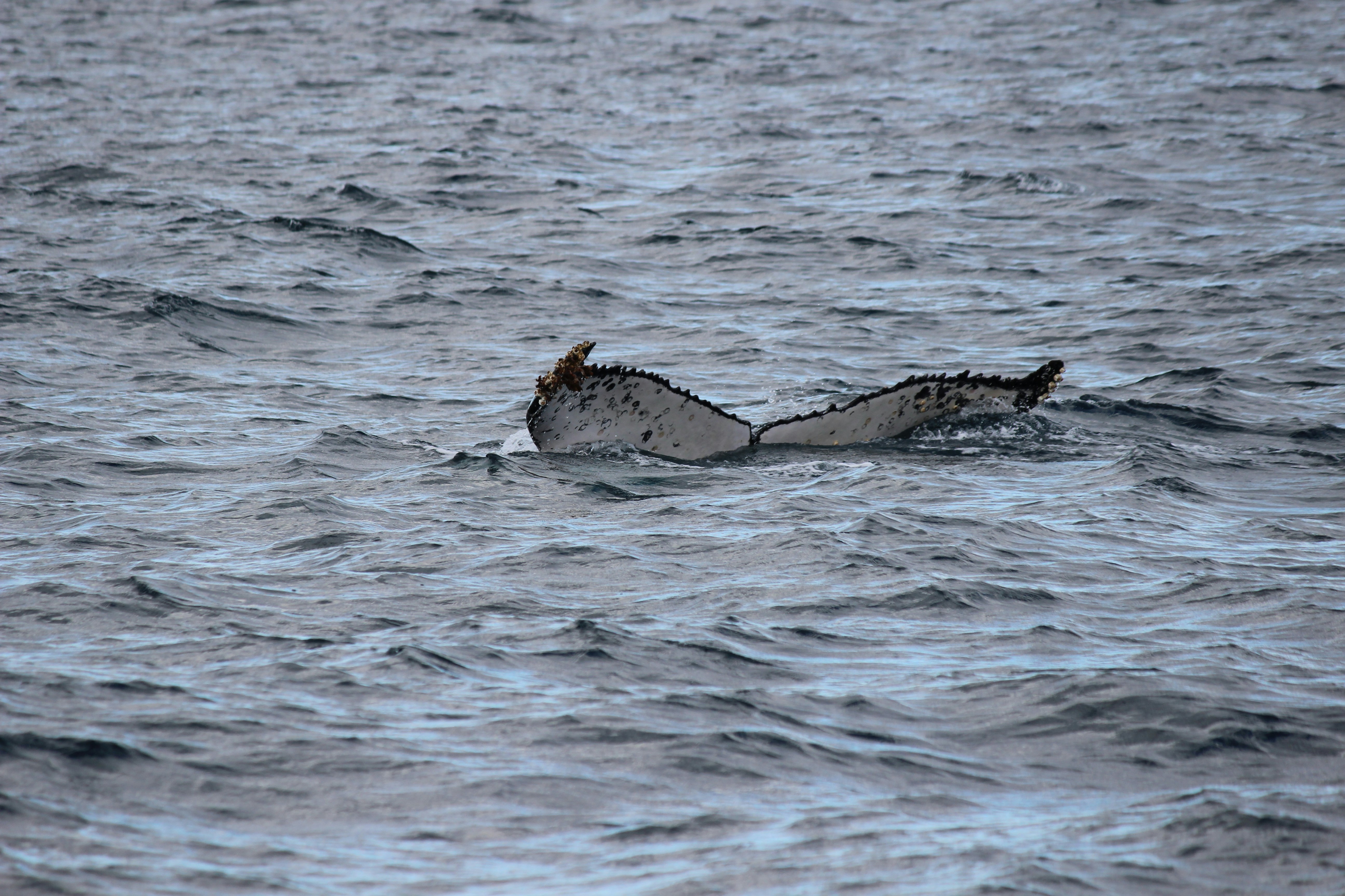 Emerging Toll of the Deep: Whale Tail Beyond the Swell
