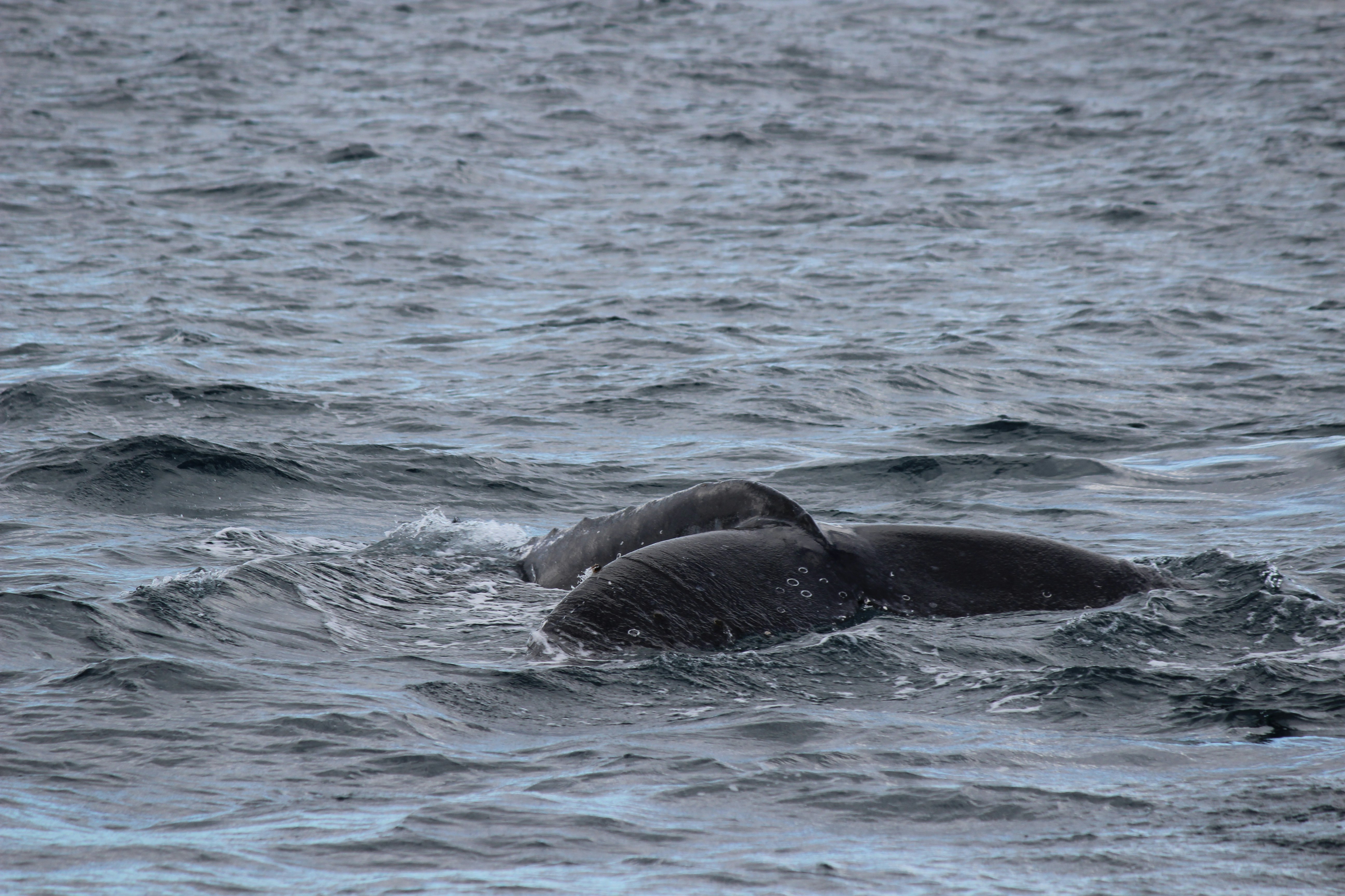 Emerging Whisper: A Humpback Breaks the Surface