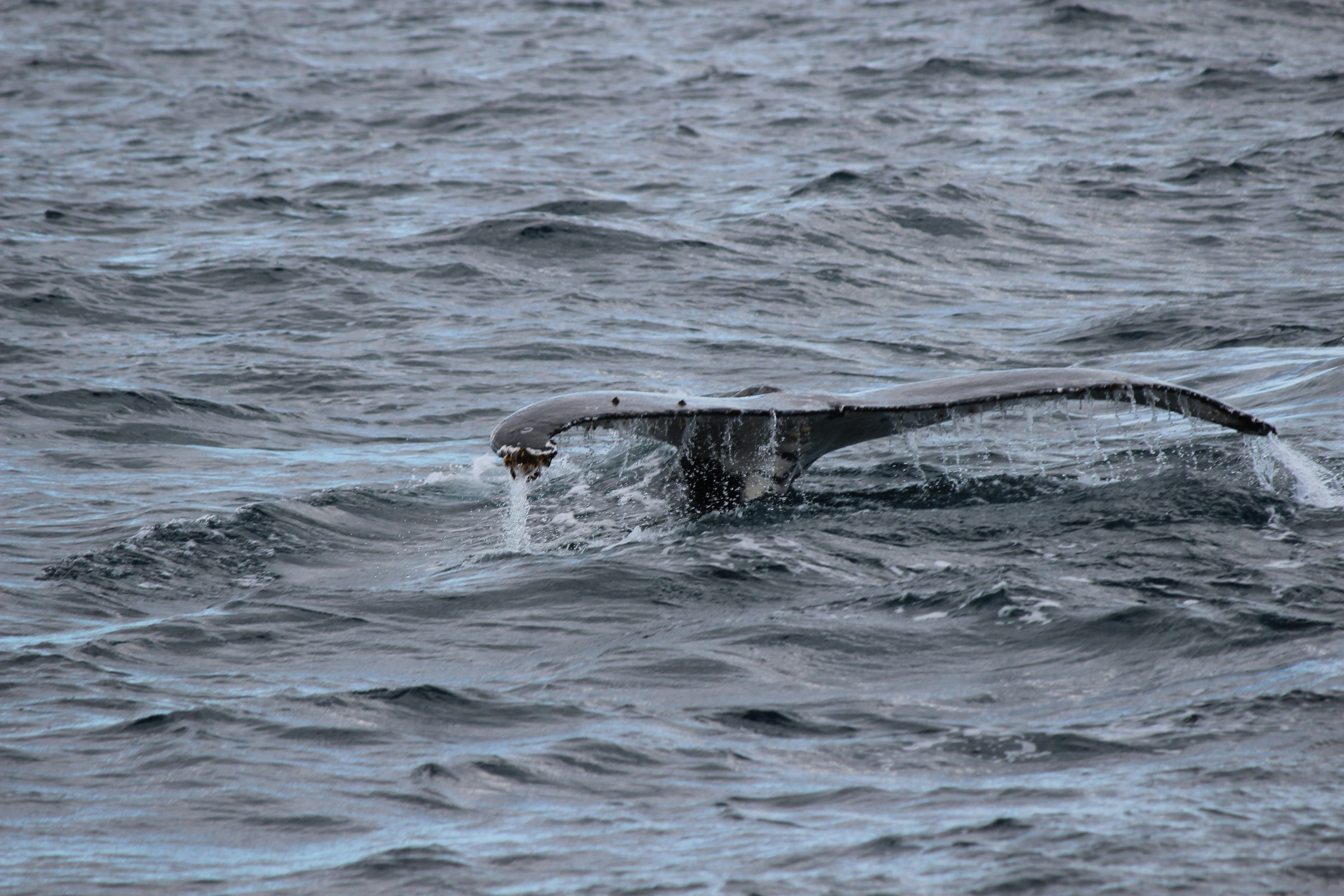 Dark ocean with a whale's tail breaking the surface, captured close to the waterline to emphasize motion and texture of waves. Marine wildlife scene; no people or structures present.