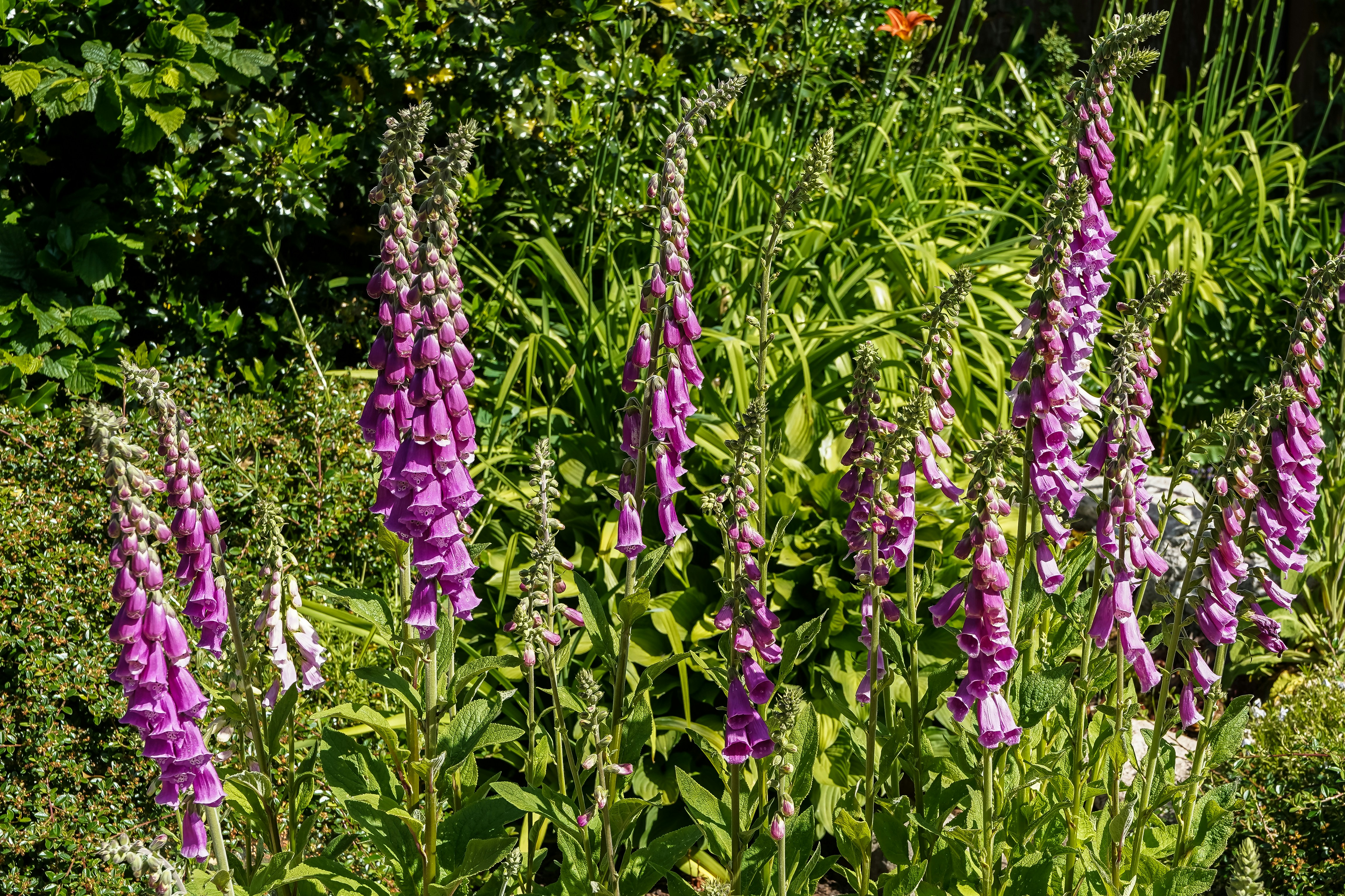 Purple Foxglove Rise: A Velvet Chorus in a Sunny Garden