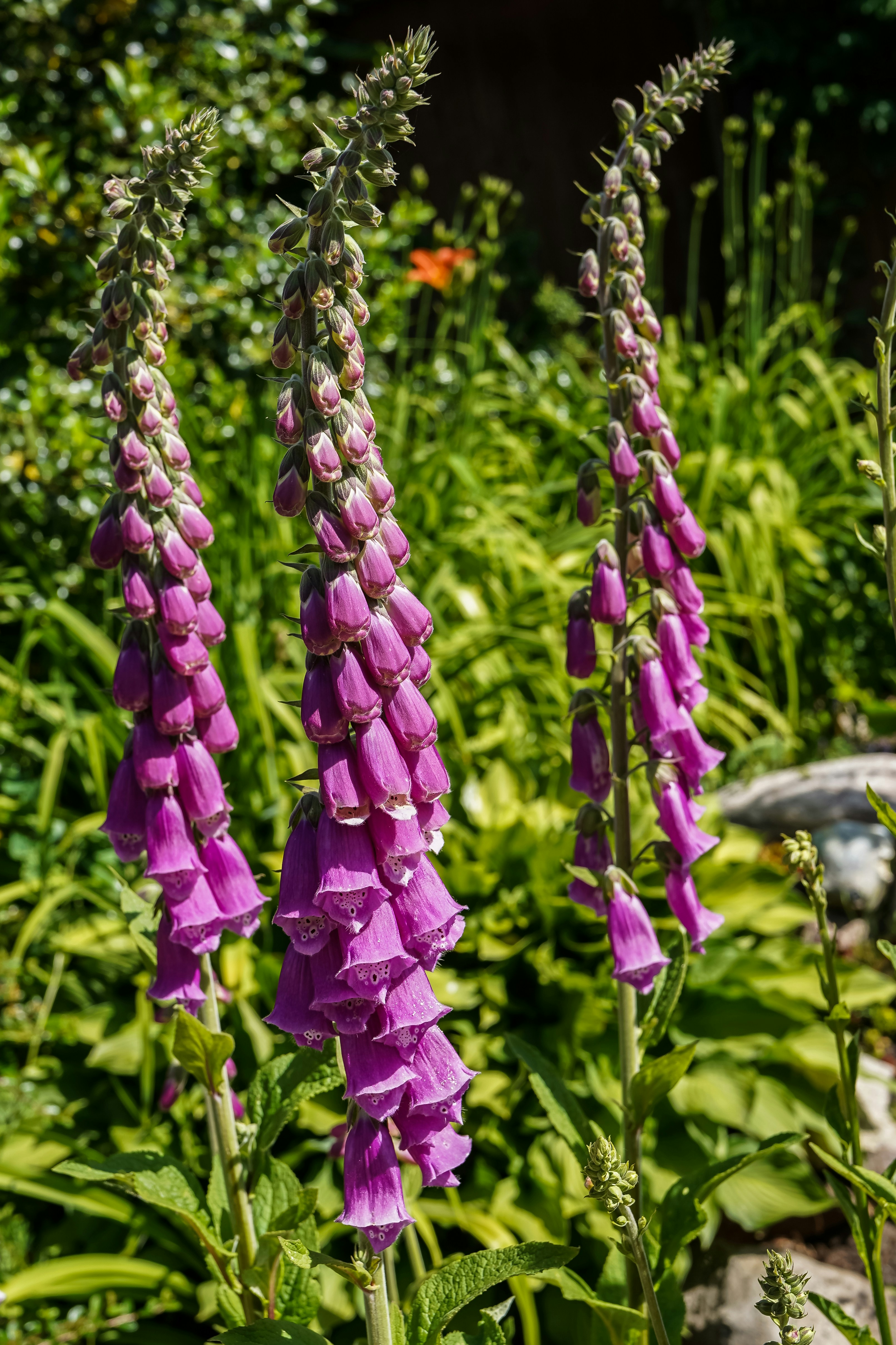 Purple Foxglove Towers in a Lush Garden