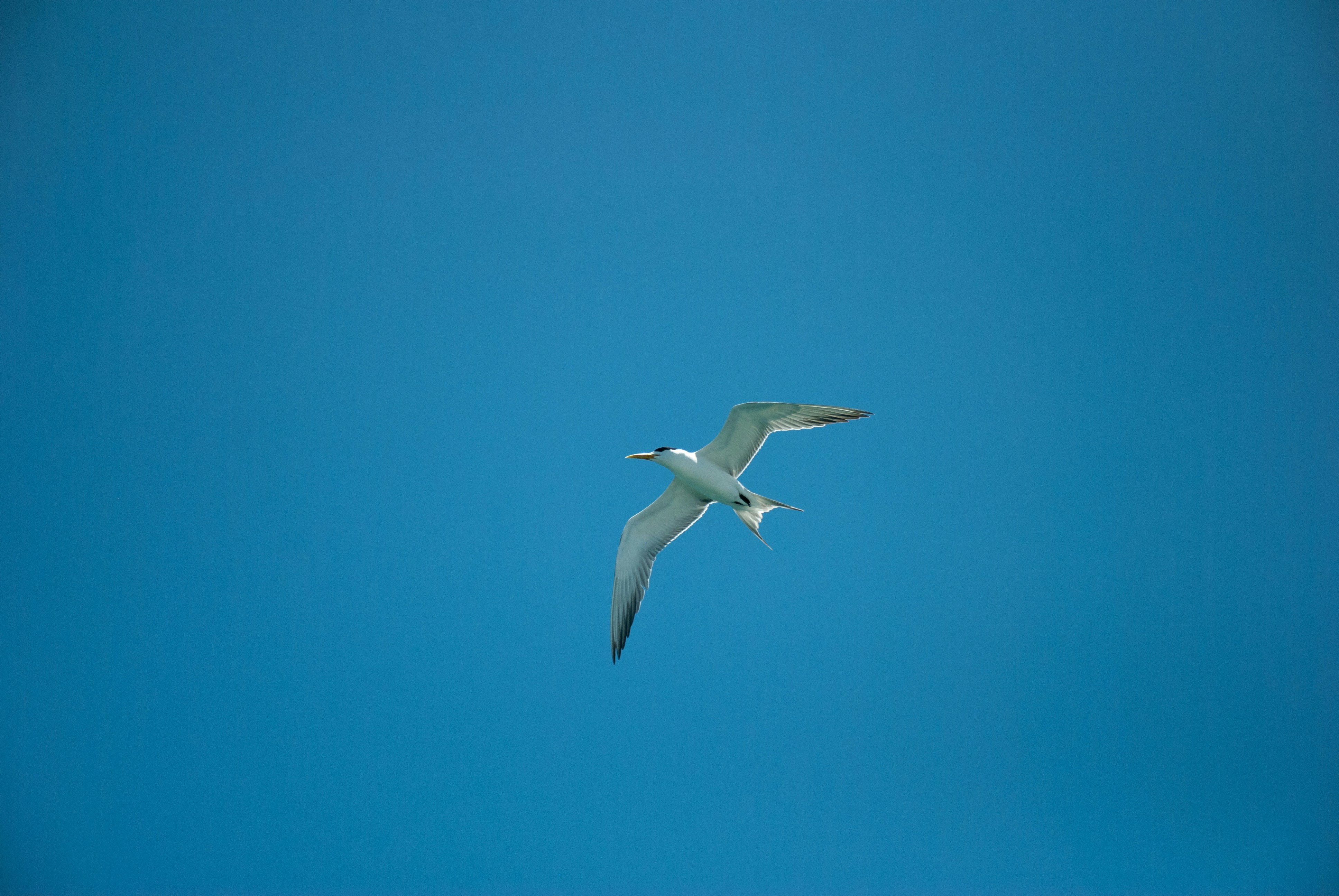 Mid‑flight elegance: a lone tern tracing a crisp arc through blue
