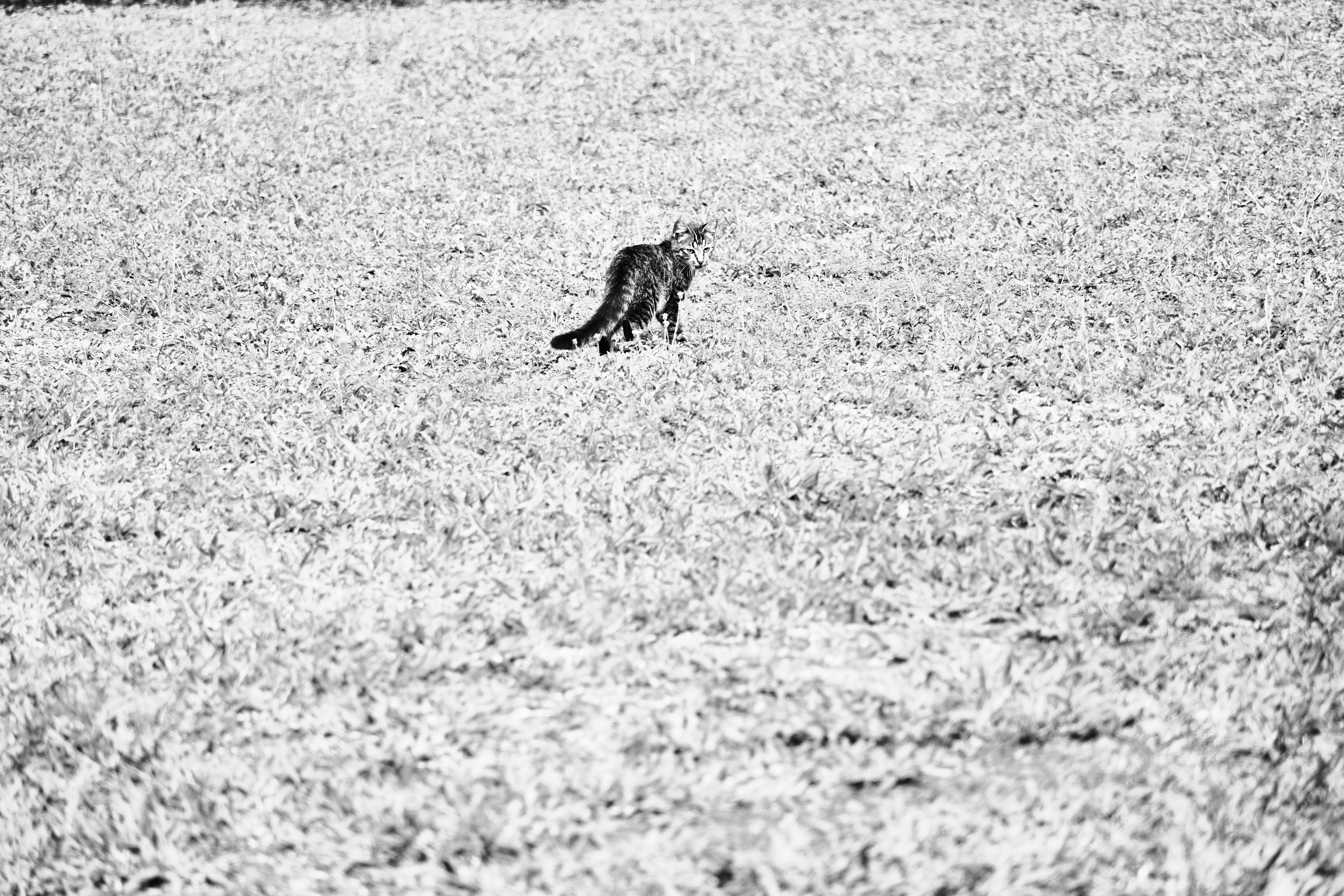 Small animal centered on a barren field, rendered in high-contrast monochrome to emphasize texture and isolation.
