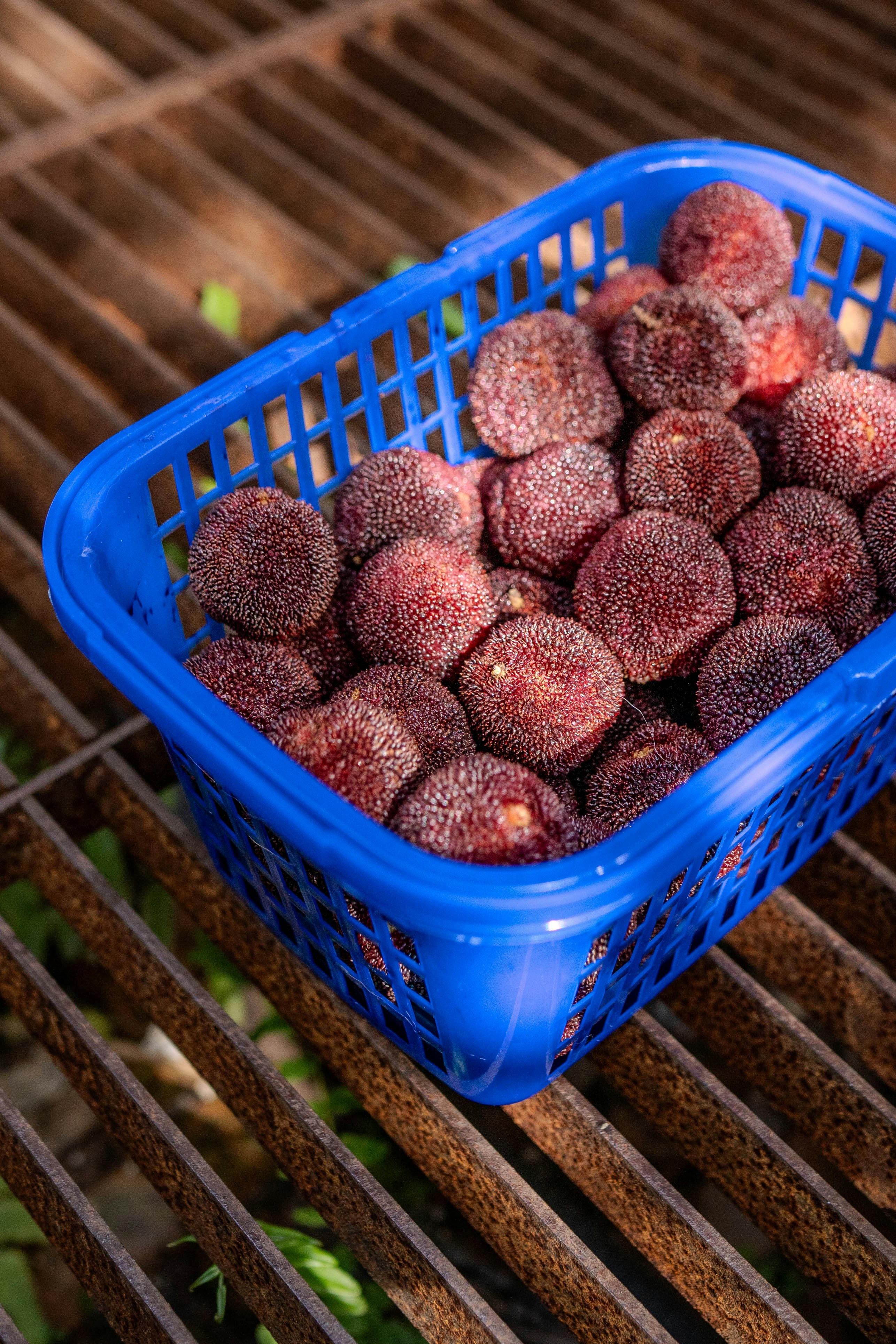 Blue Basket of Juicy Harvest: A Close-Examined Basket of Figs