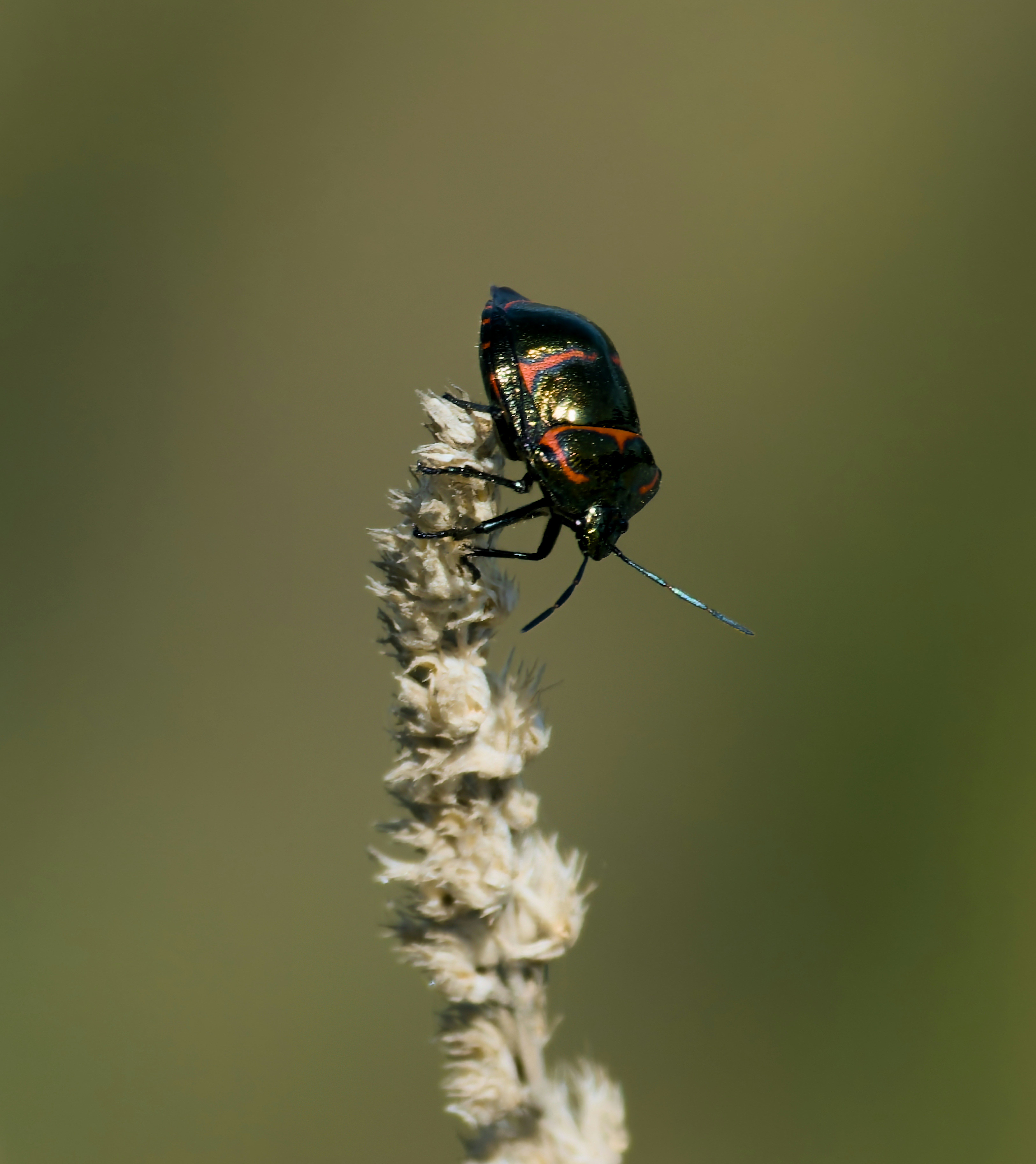 Flight on a Meadow Spike: A Beetle in Mid-Descent