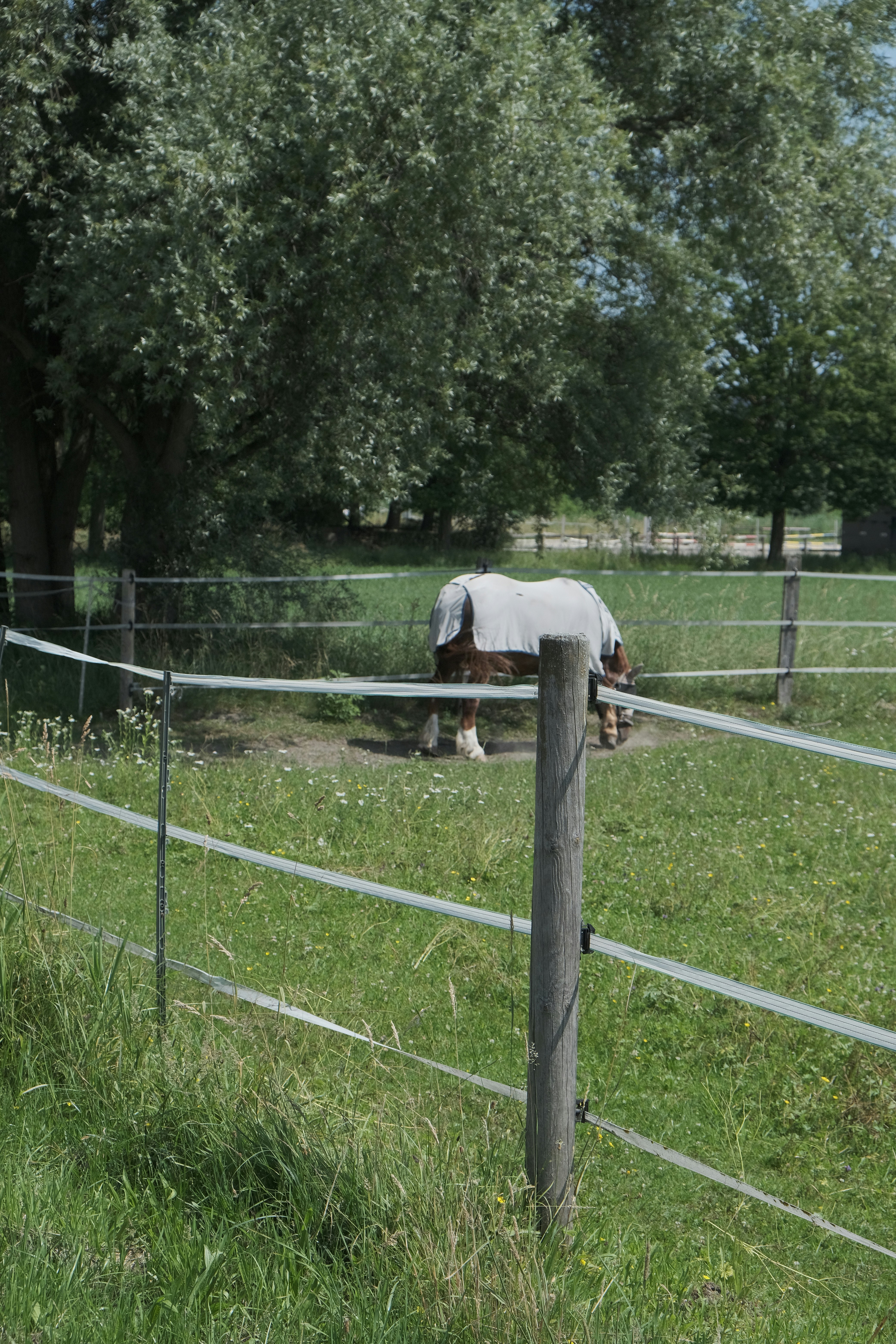 Pasture Gullies: A Grey Blanket Over a Grazing Horse