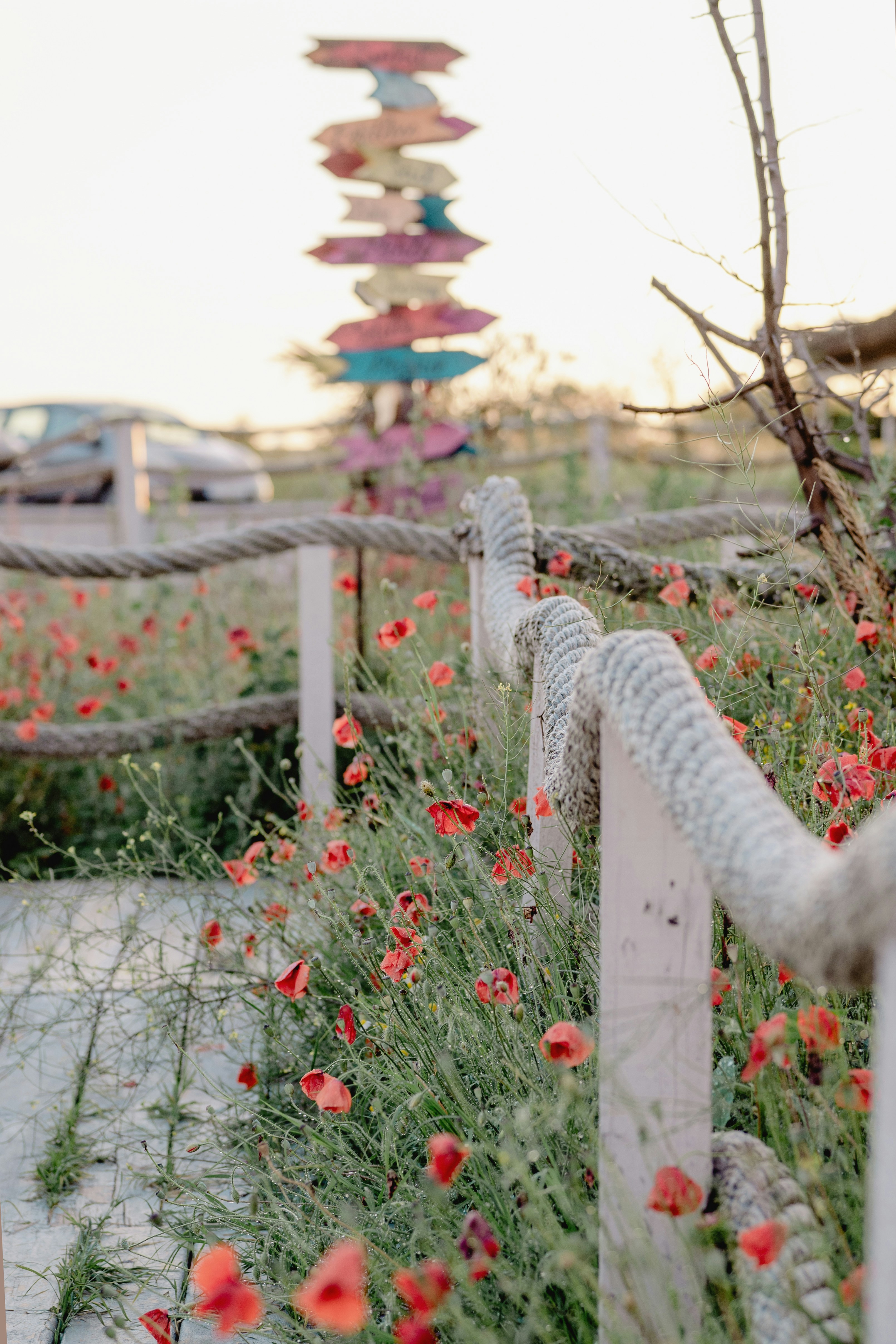 Colorful Stack of Flags in a Sea of Red Poppies