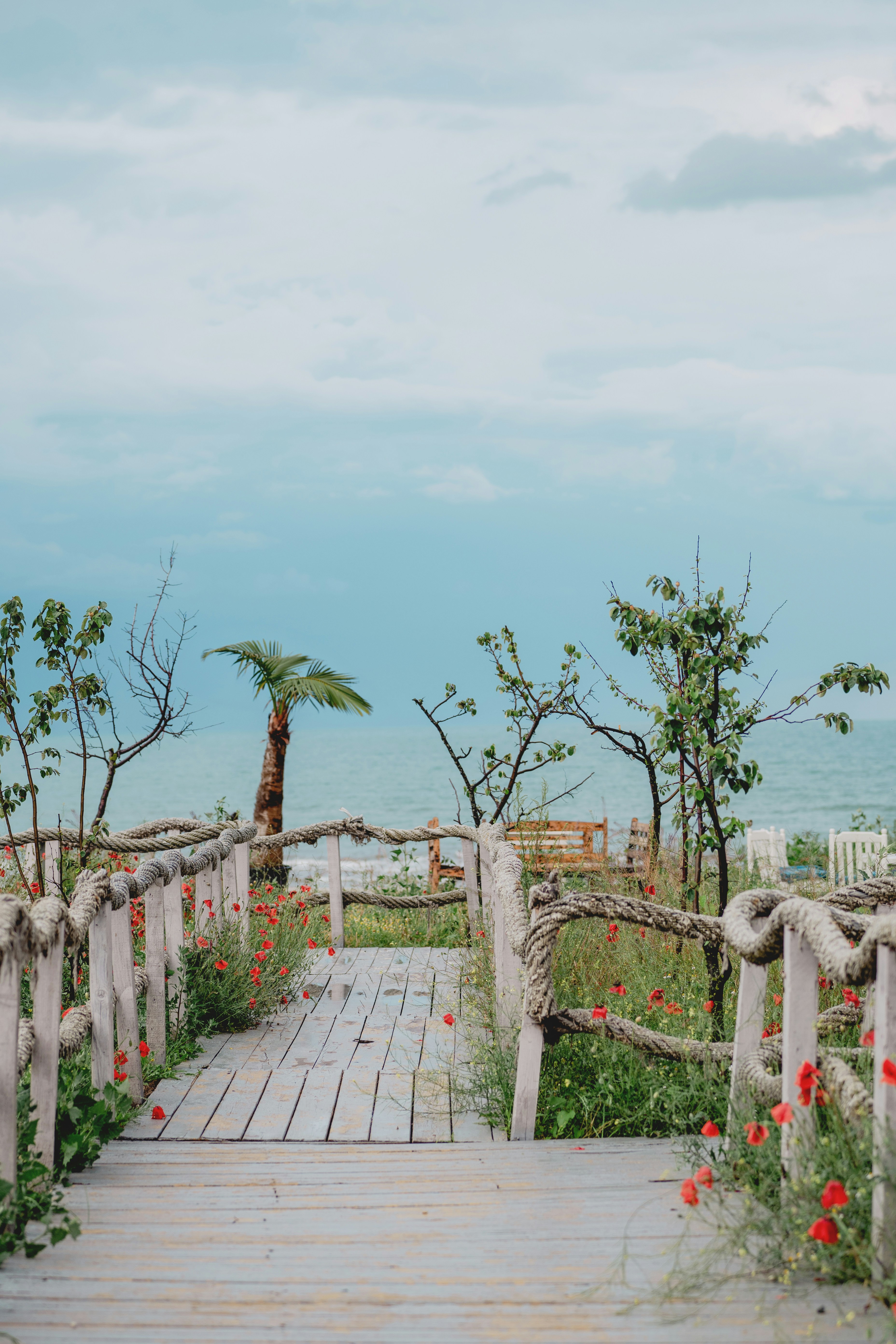 A Seaside Boardwalk Bordered by Blooming Red Flowers