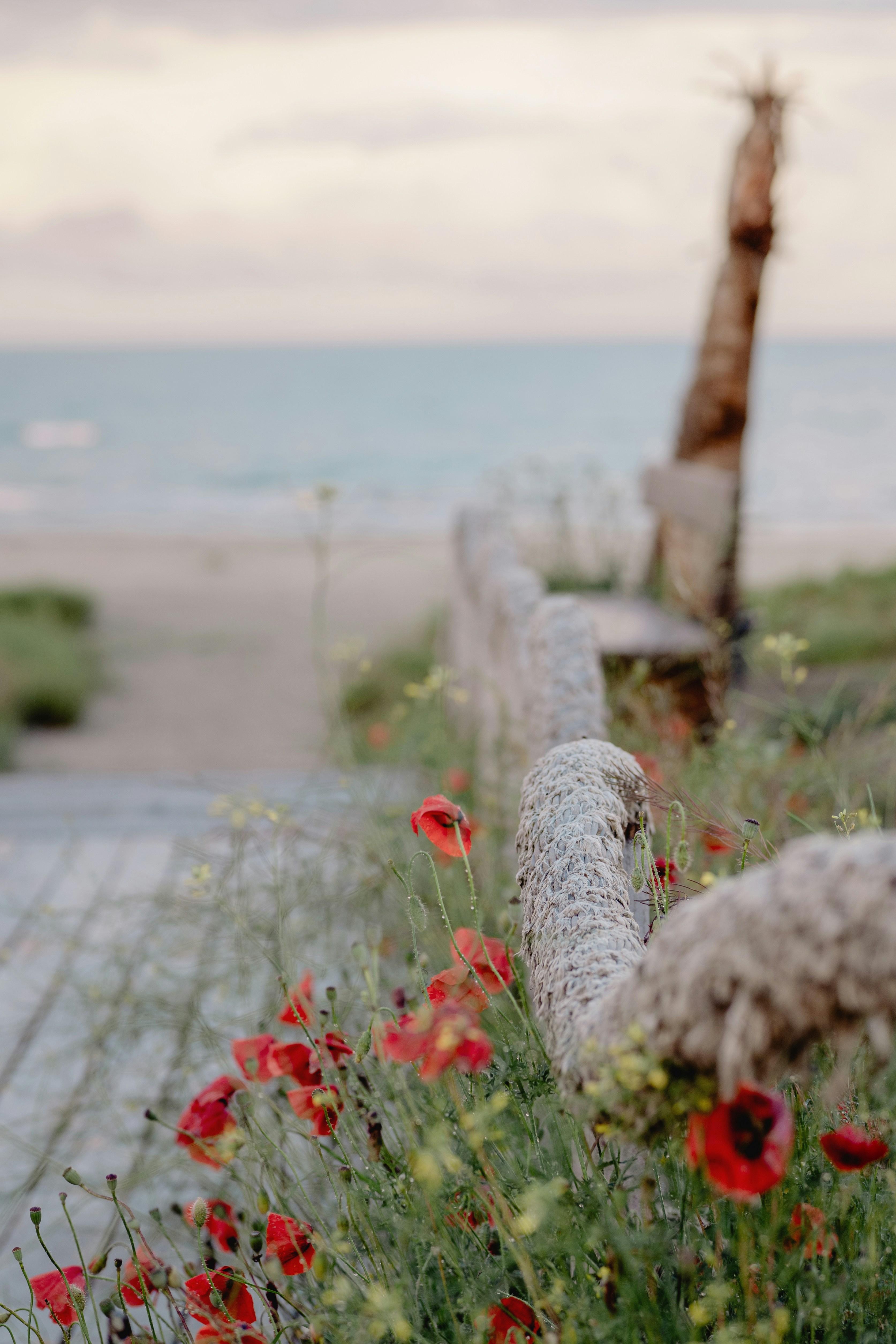 Red Poppies along a Weathered Rail by a Calm Seaside Walk