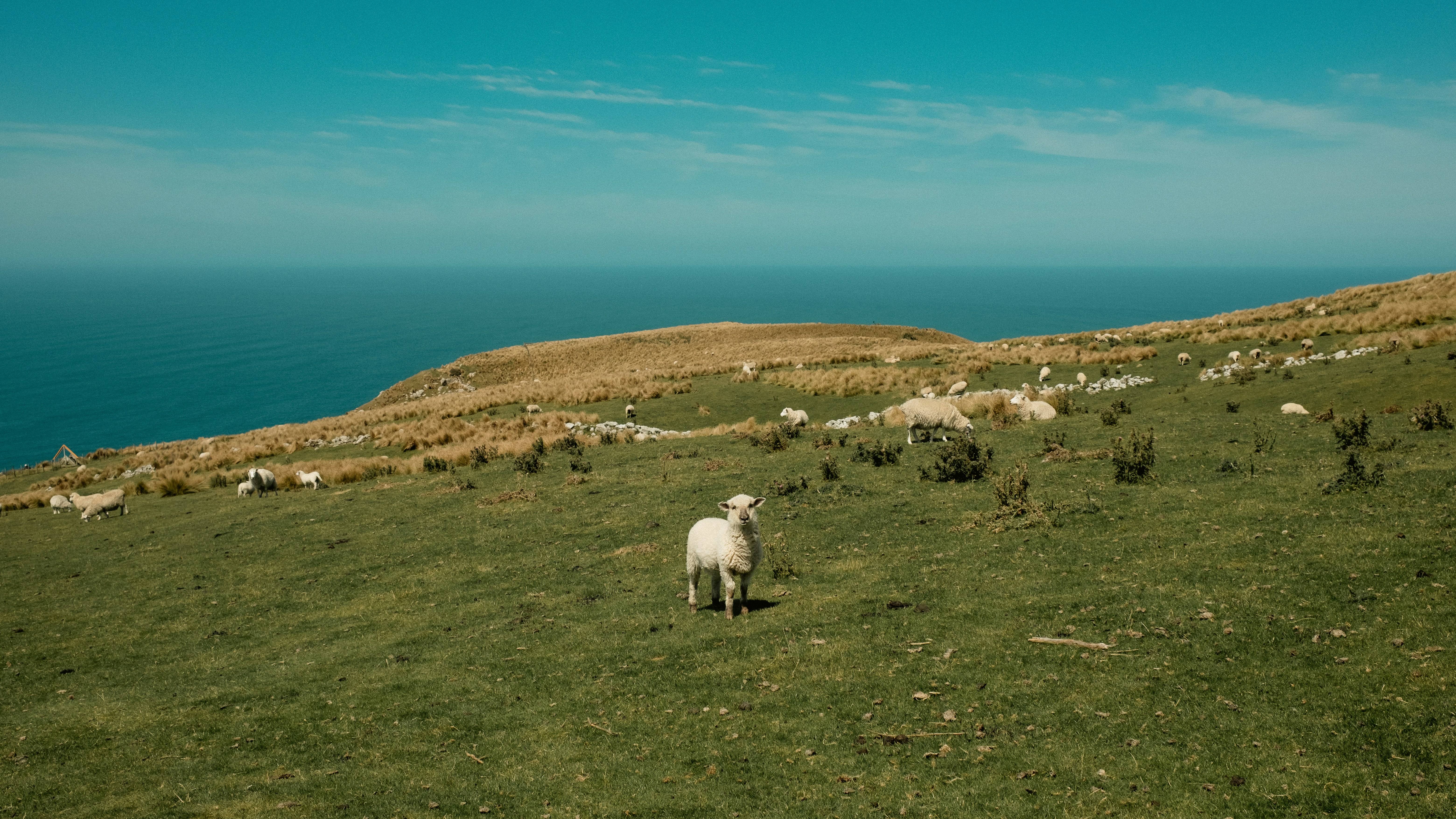 Lonely Grazer on a Wind-Kissed Cliff