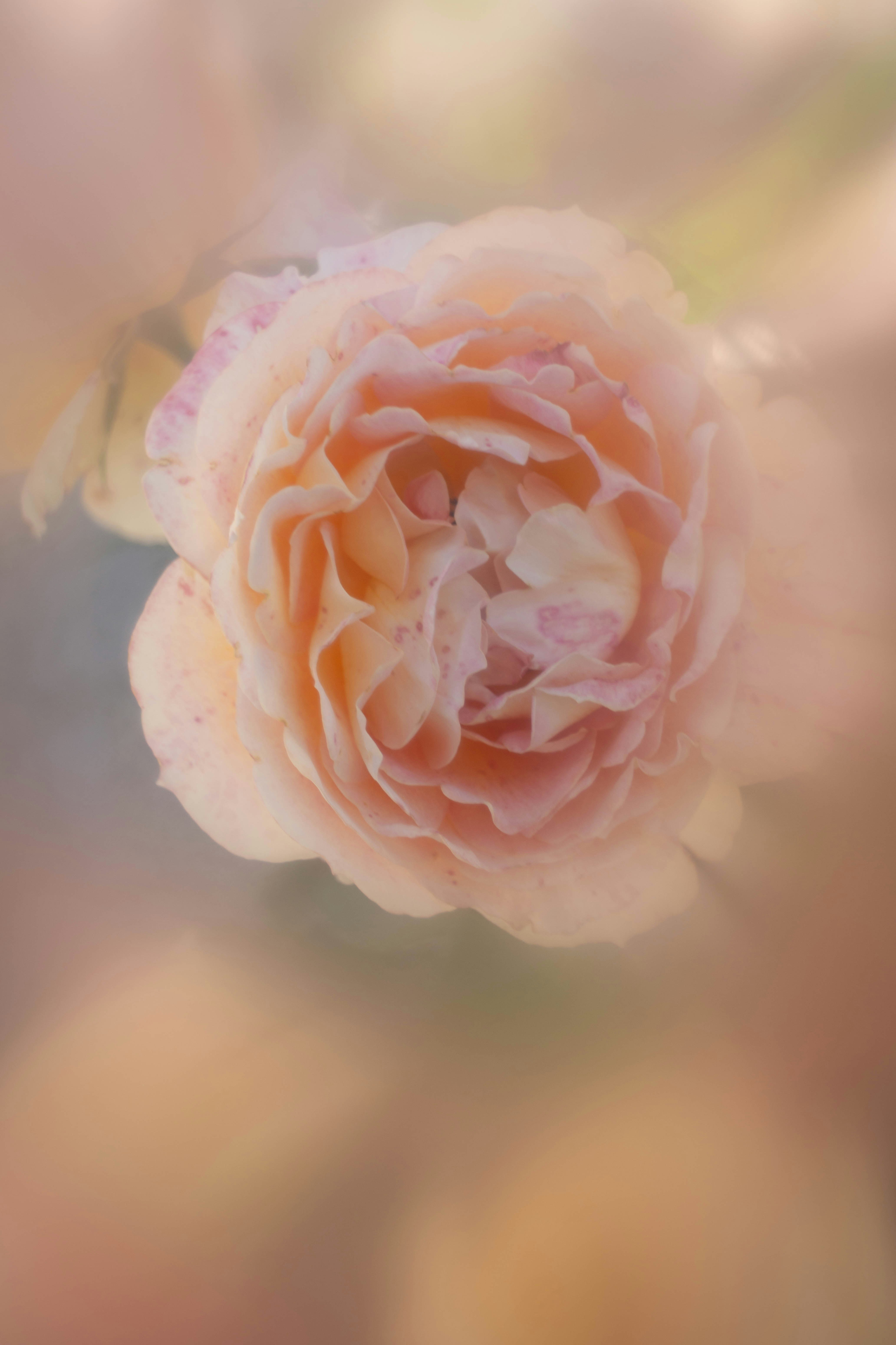 Soft Petal Glow: A Blush Rose in Gentle Haze